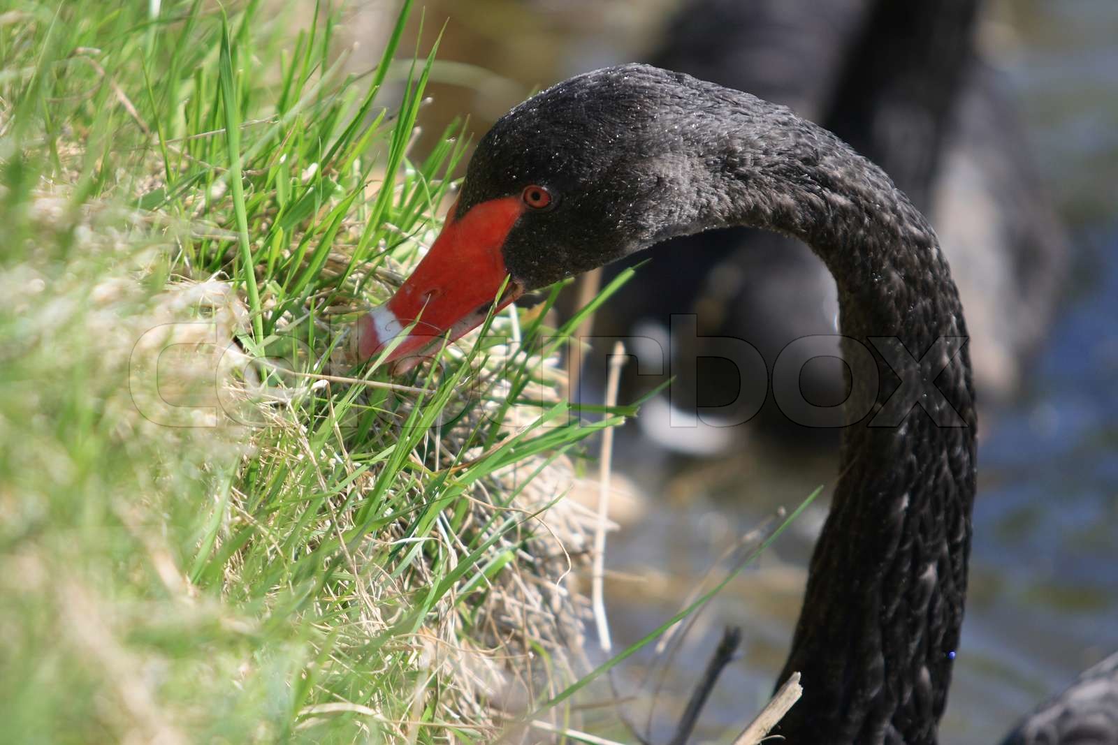 sort svane spiser græsset | Stock foto | Colourbox