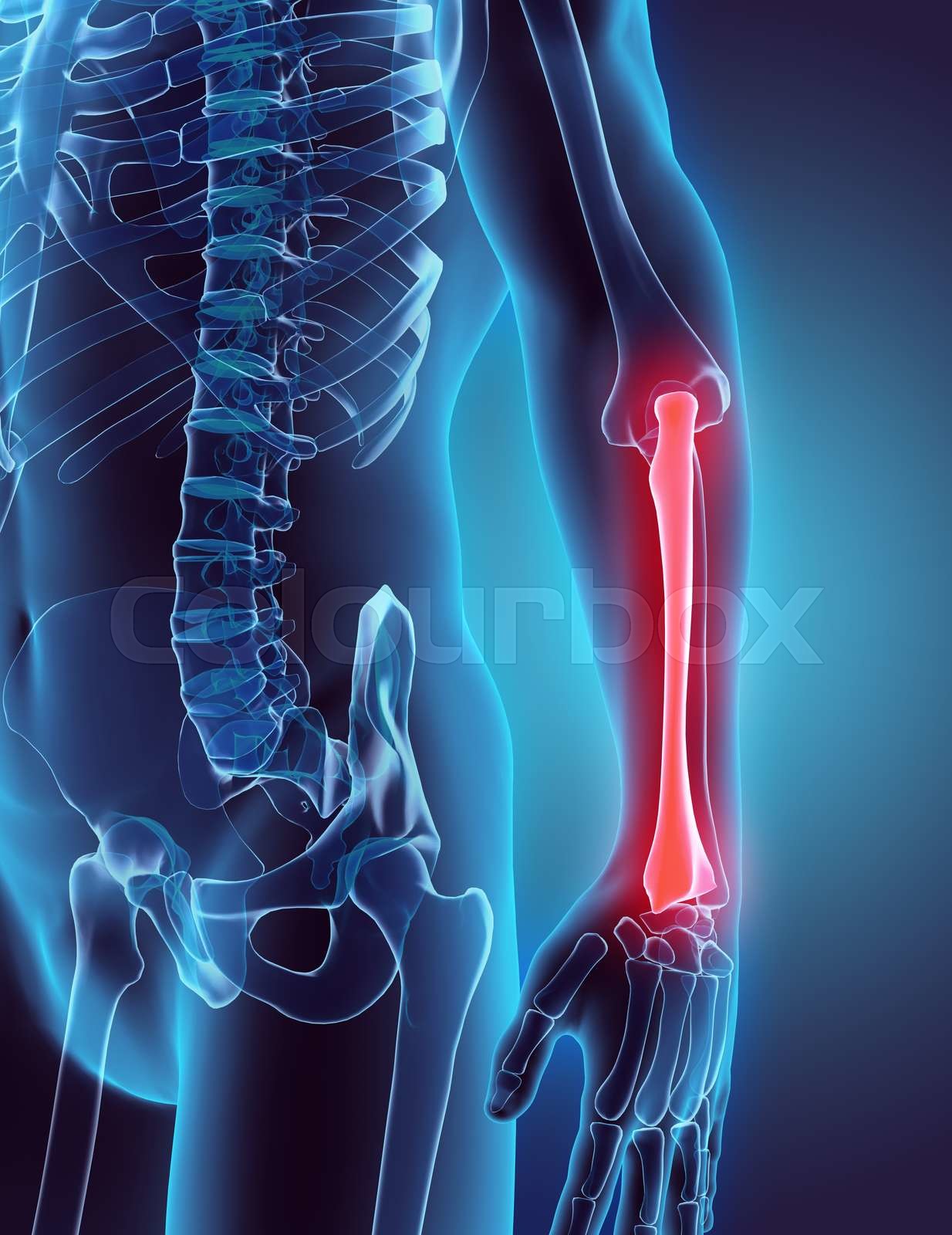 3D illustration of Radius, medical concept. | Stock image | Colourbox