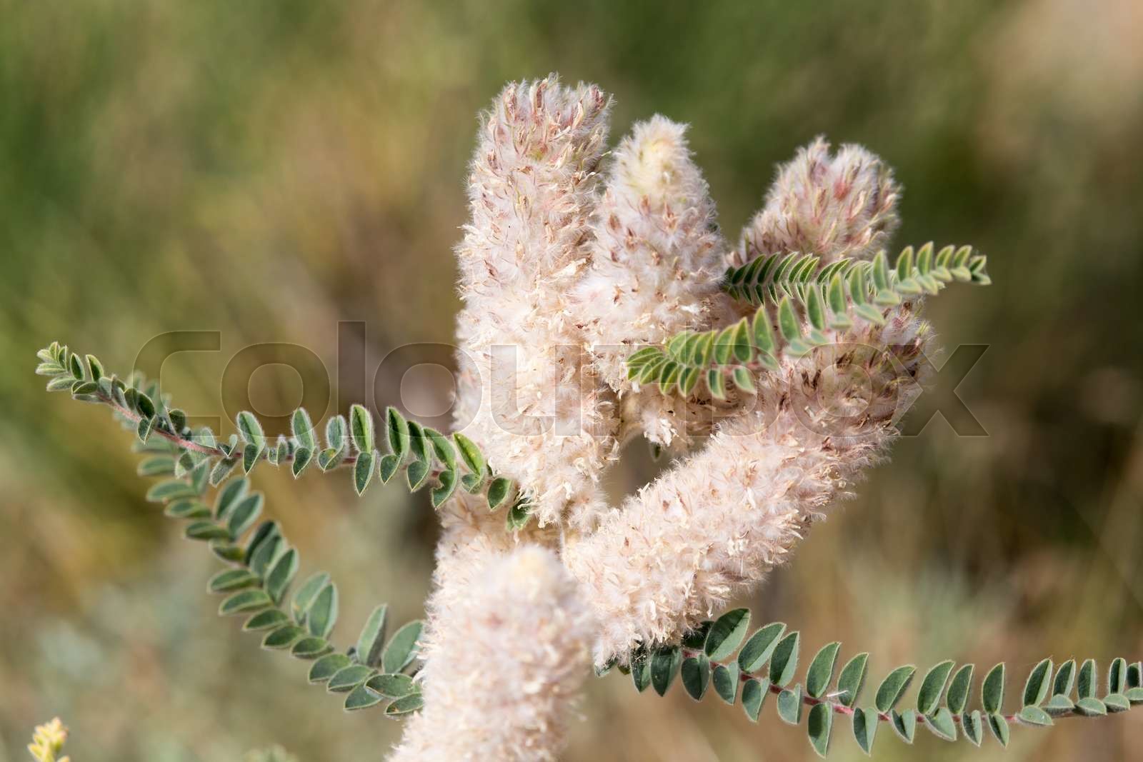 fluffy plant in nature | Stock image | Colourbox