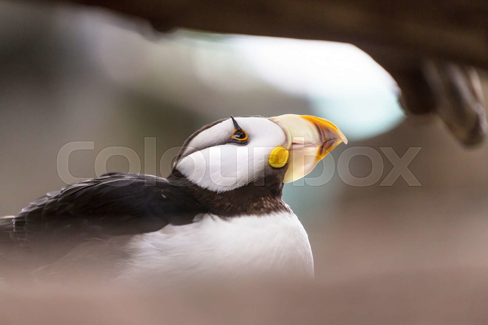 Puffin | Stock image | Colourbox