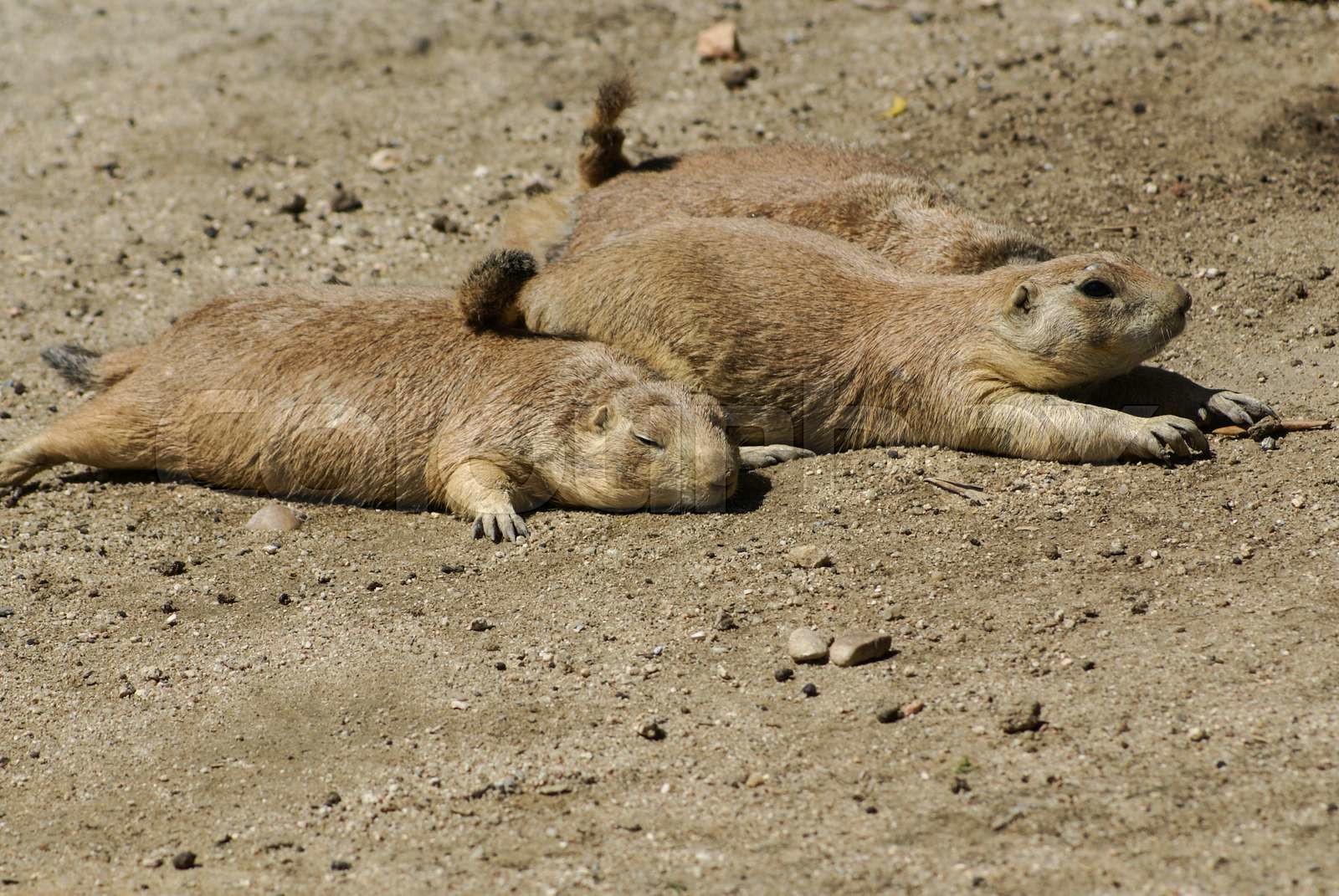 European ground squirrel (spermophilus citellus, suslik, gopher ...