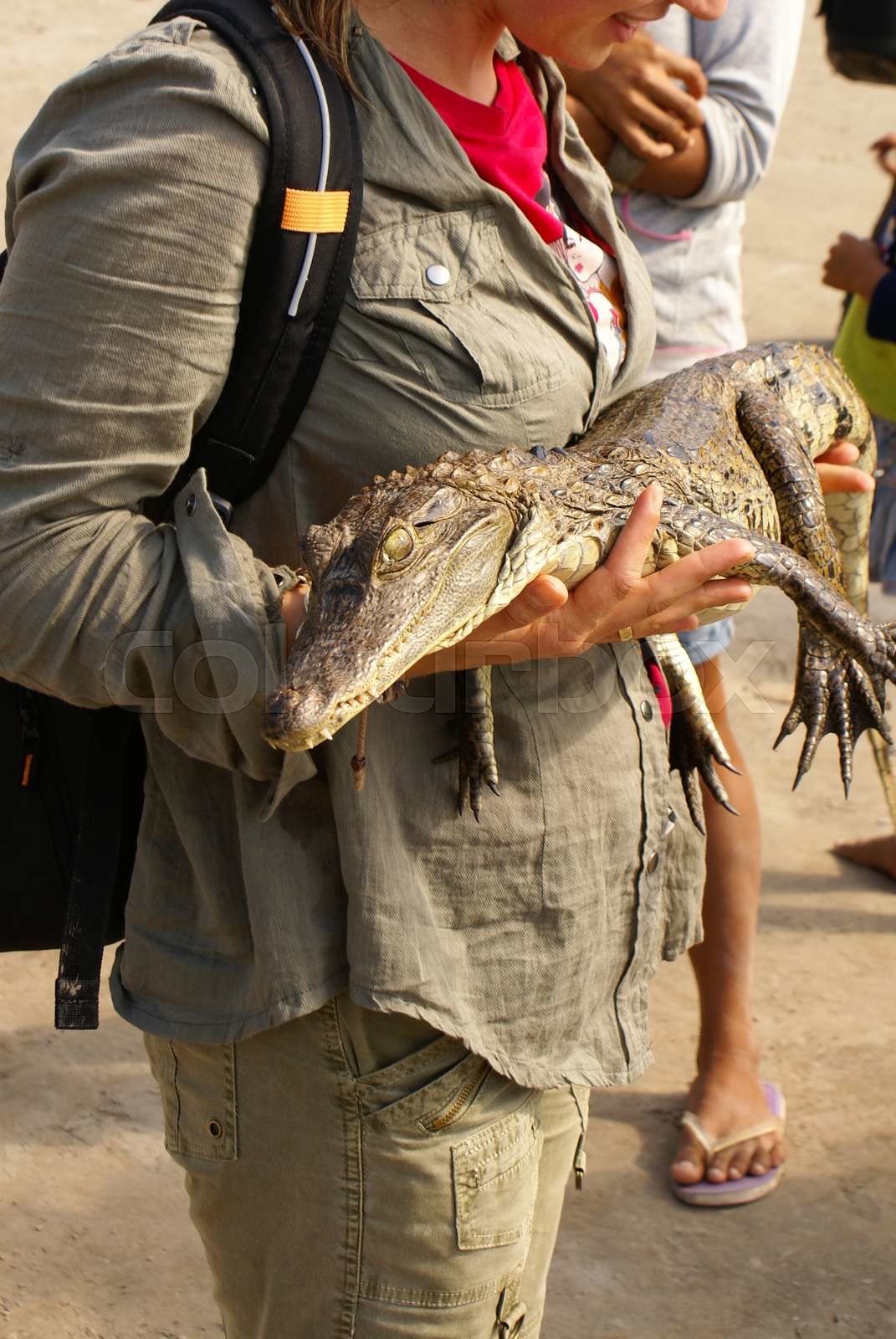 Dwarf Caiman (Palaeosuchus trigonatus) In rainforest, eastern Ecuador | Stock image | Colourbox