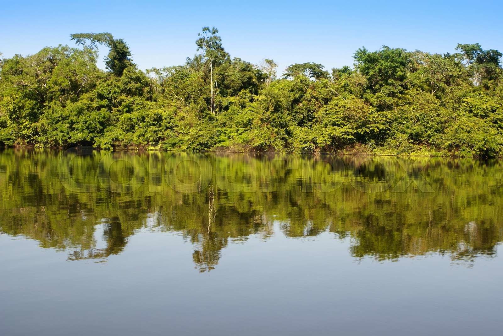 A river and beautiful trees in a rainforest Peru | Stock image | Colourbox