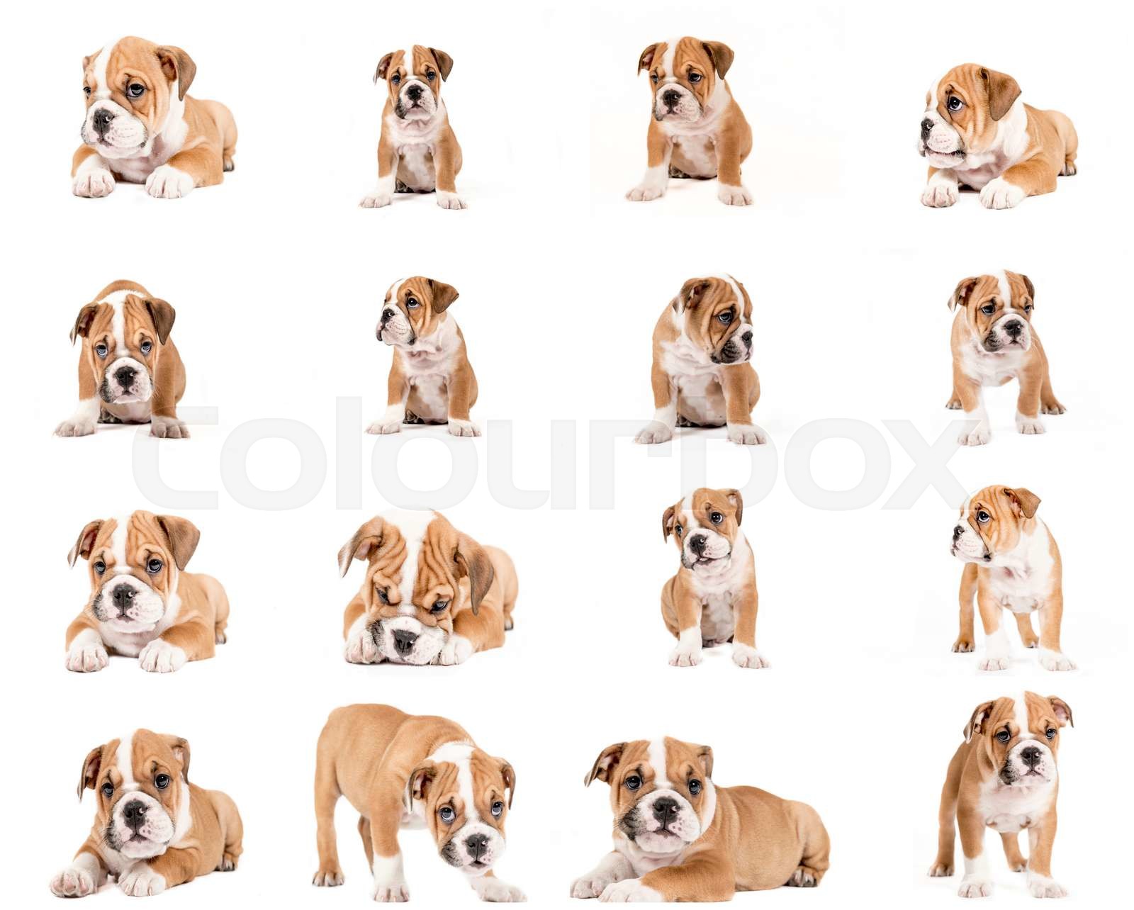 English bulldog puppy collage | Stock image | Colourbox