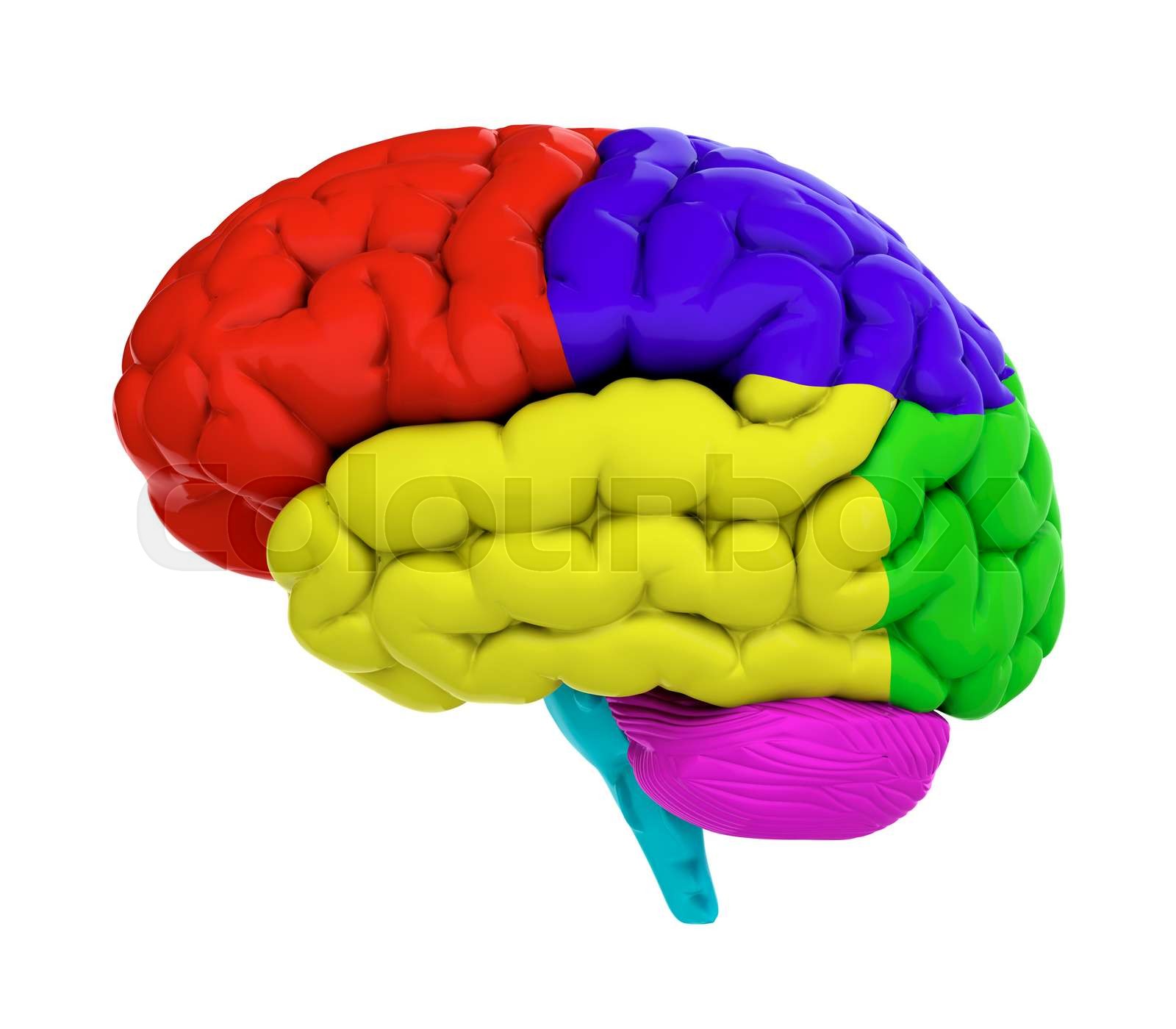 Colored brain | Stock image | Colourbox