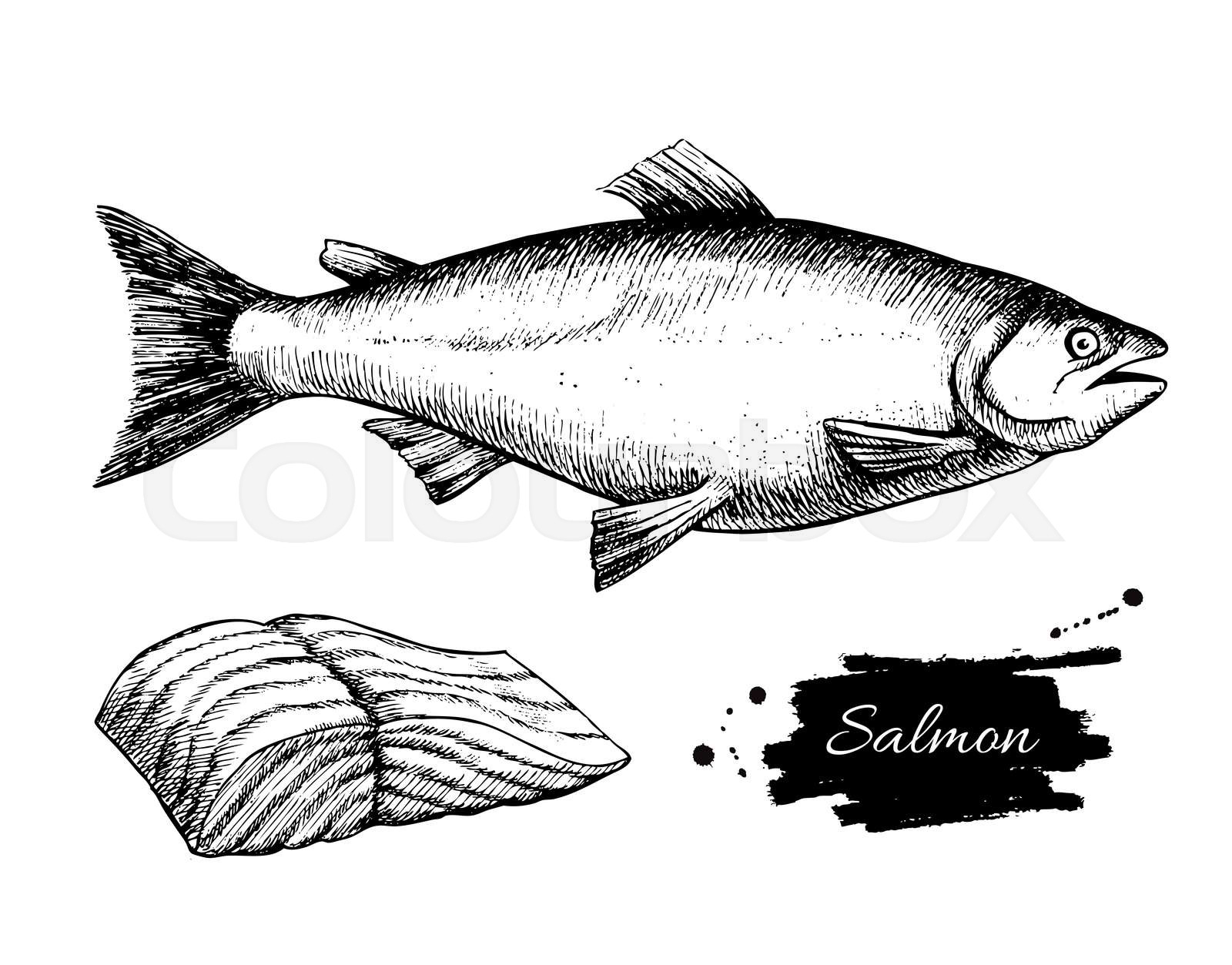 Vector vintage salmon drawing. Hand drawn monochrome seafood ill ...