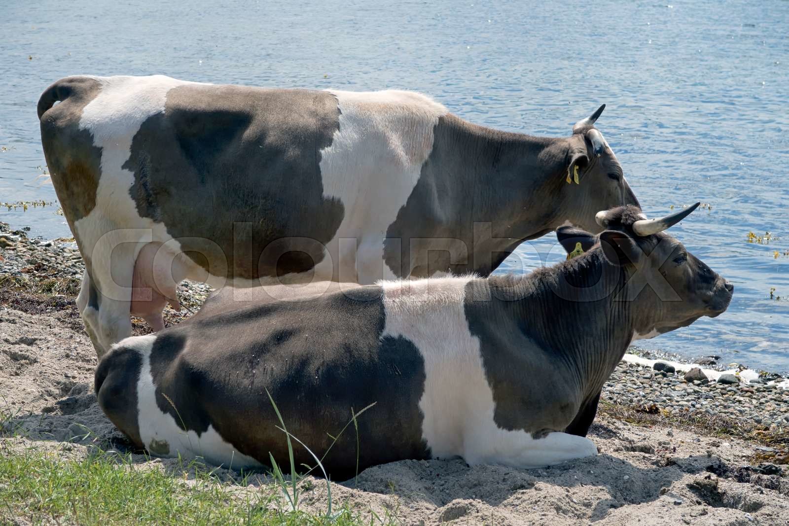 Two Cows | Stock image | Colourbox