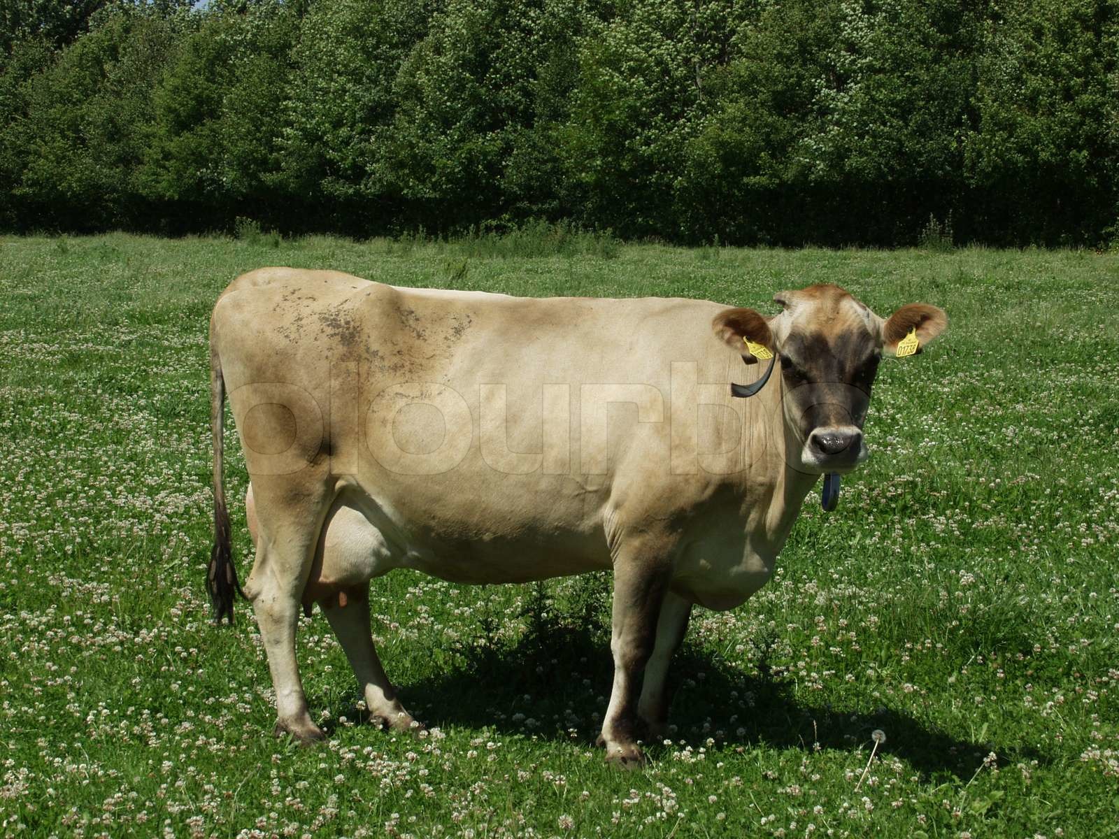 Ko med sort ansigt og yver står og kigger på græsmark med skov og træer ...