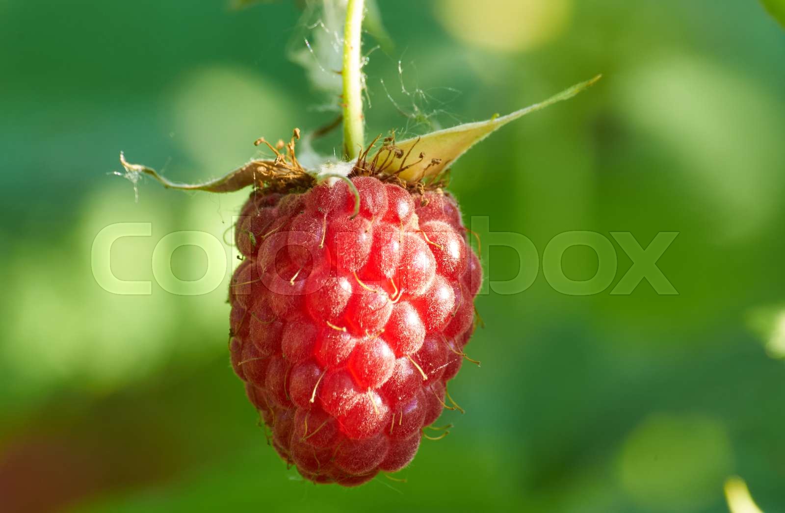 macro photography of ripe raspberry | Stock image | Colourbox