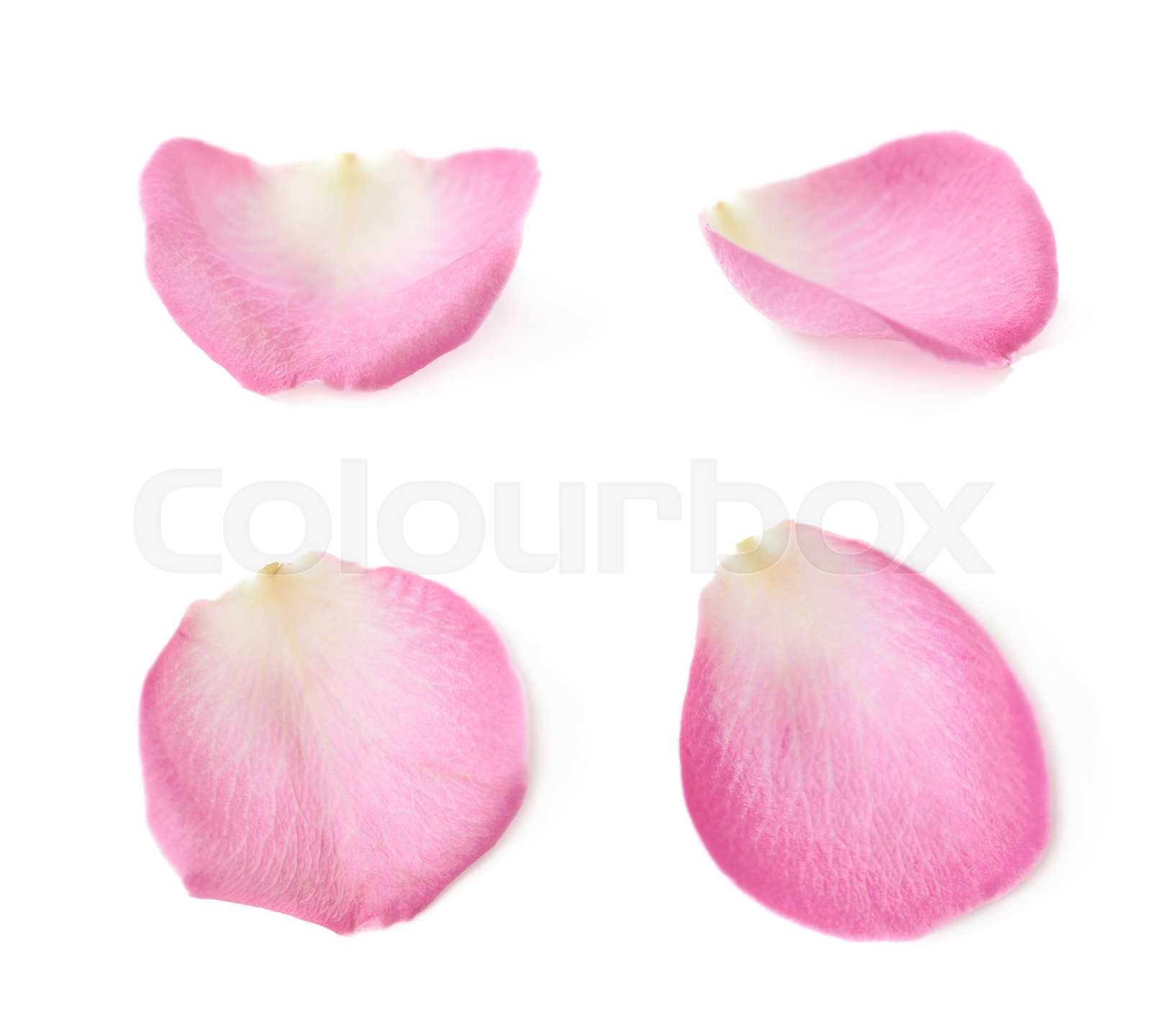 Single rose petal isolated | Stock image | Colourbox