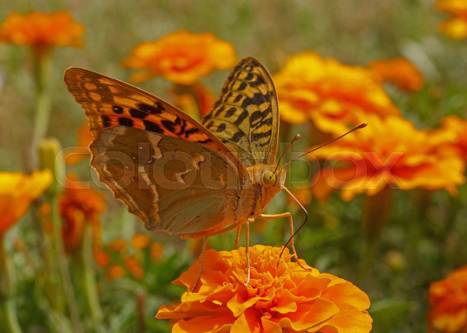 Cardinal butterfly on marigold flower | Stock image | Colourbox