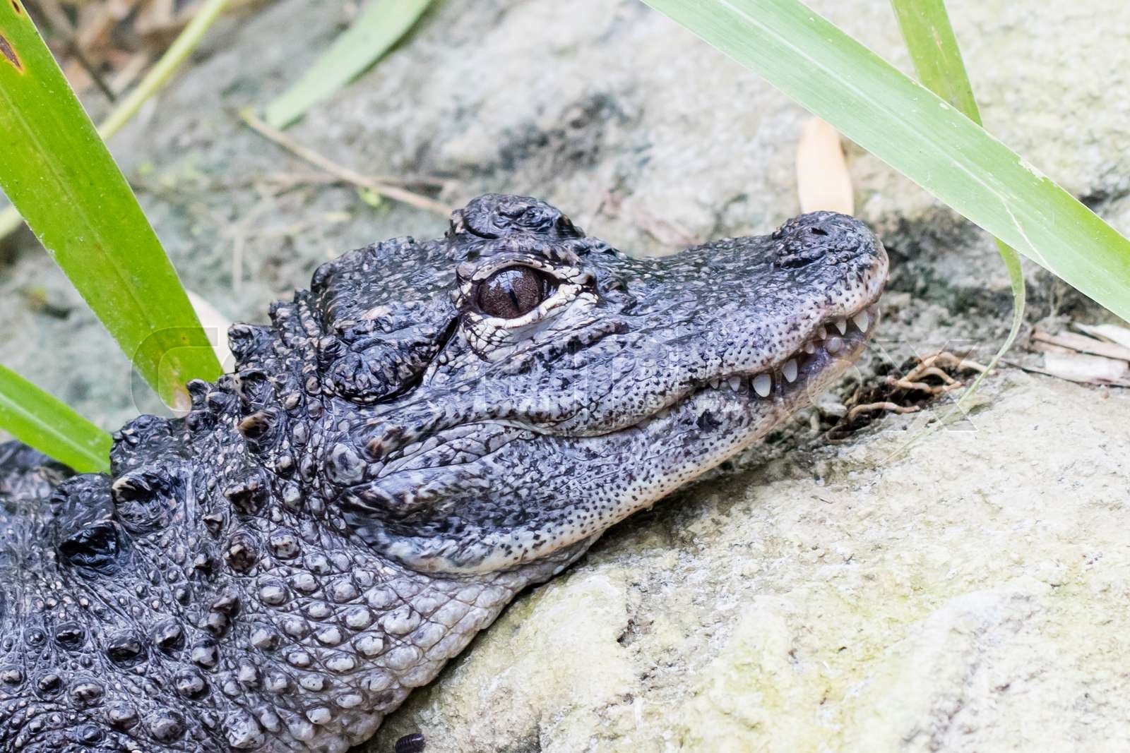 Chinese alligator (Alligator sinensis) | Stock image | Colourbox