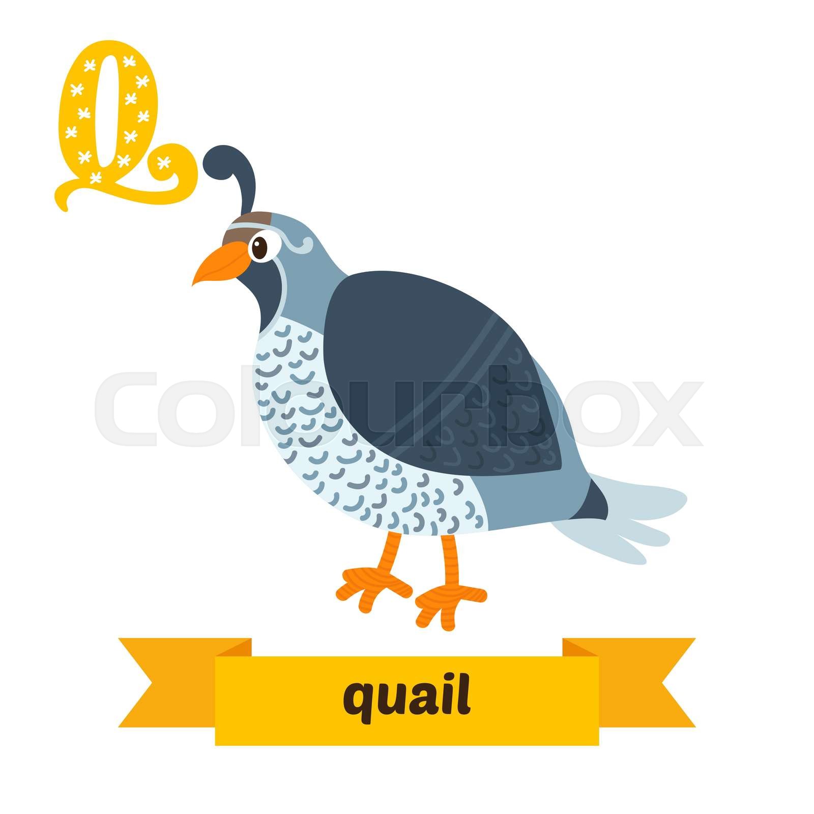 Q Is For Quail