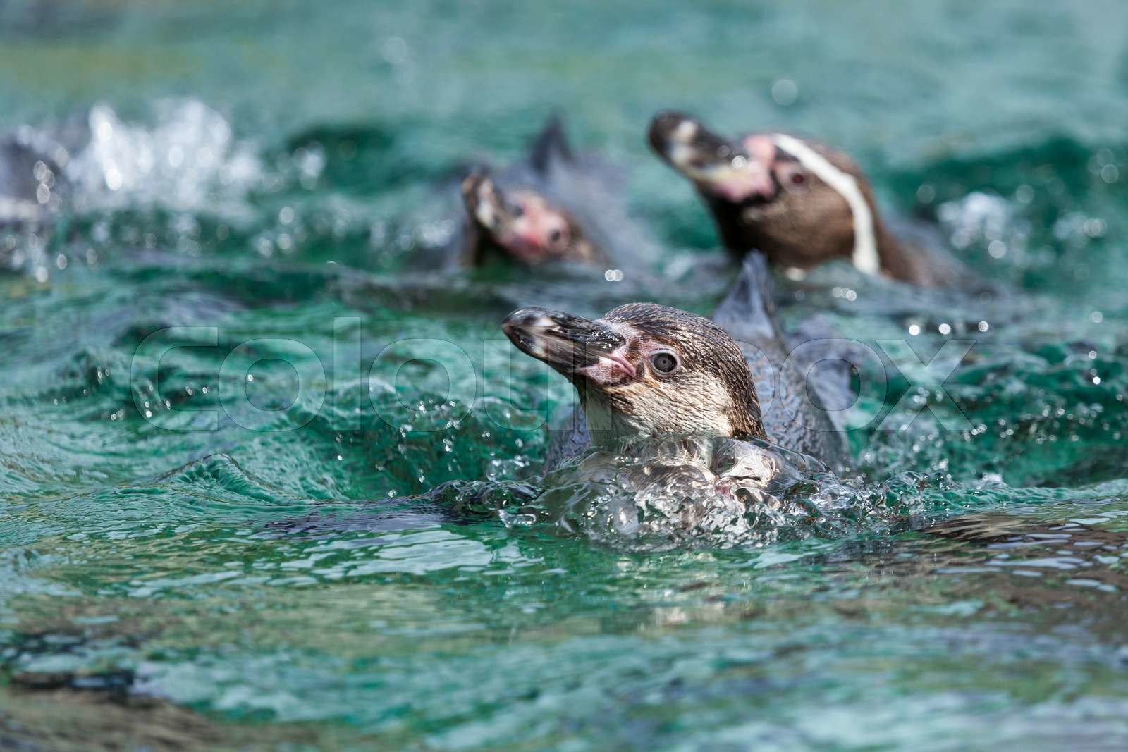 Pinguin swimming underwater in aquarium pool | Stock image | Colourbox