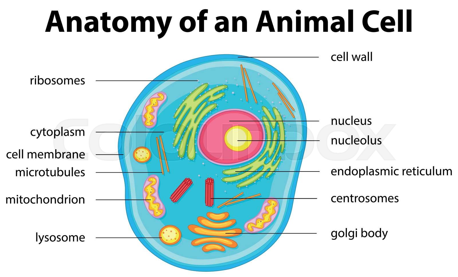 Ribosomes Animal Cell