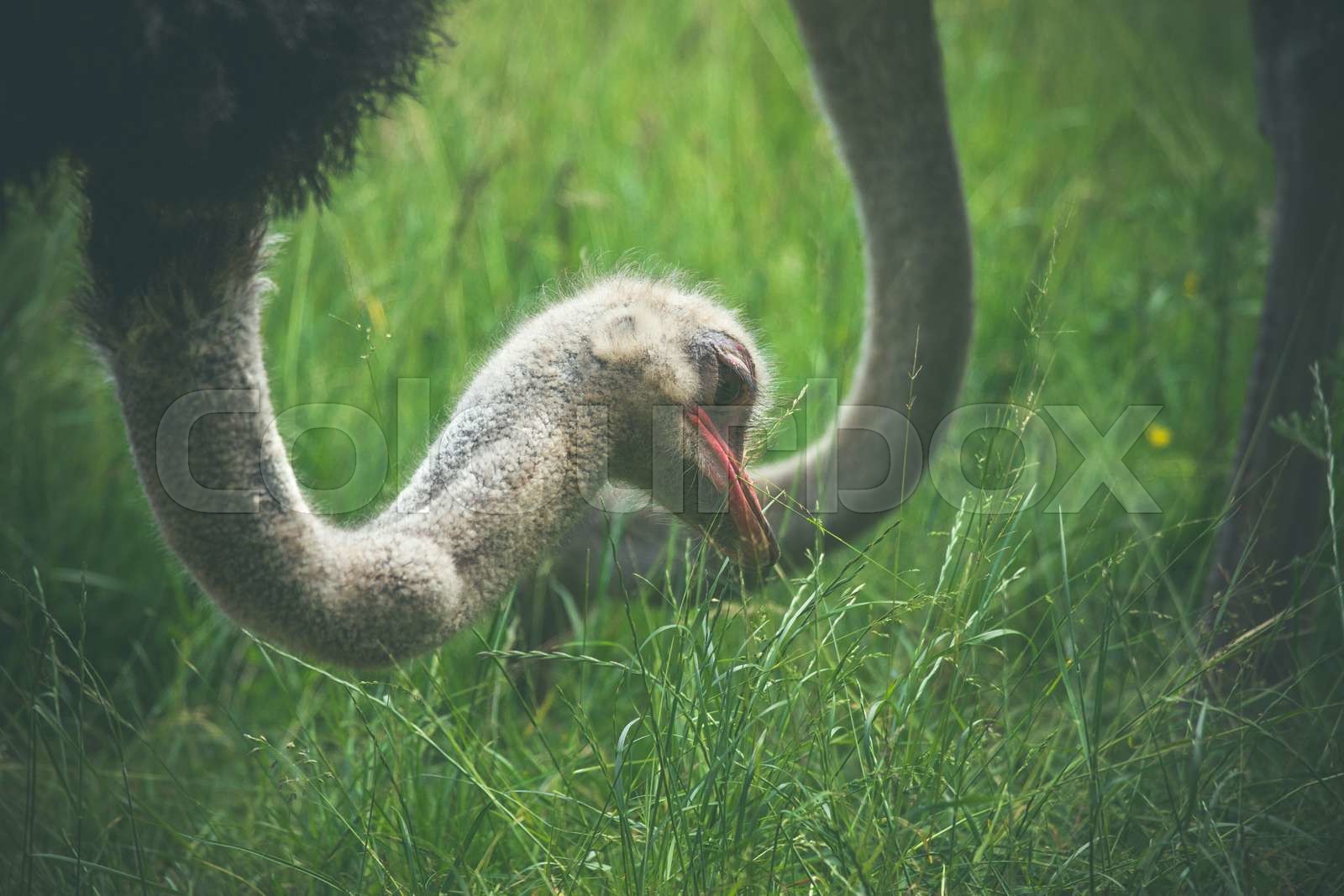 Ostrich eating green grass | Stock image | Colourbox