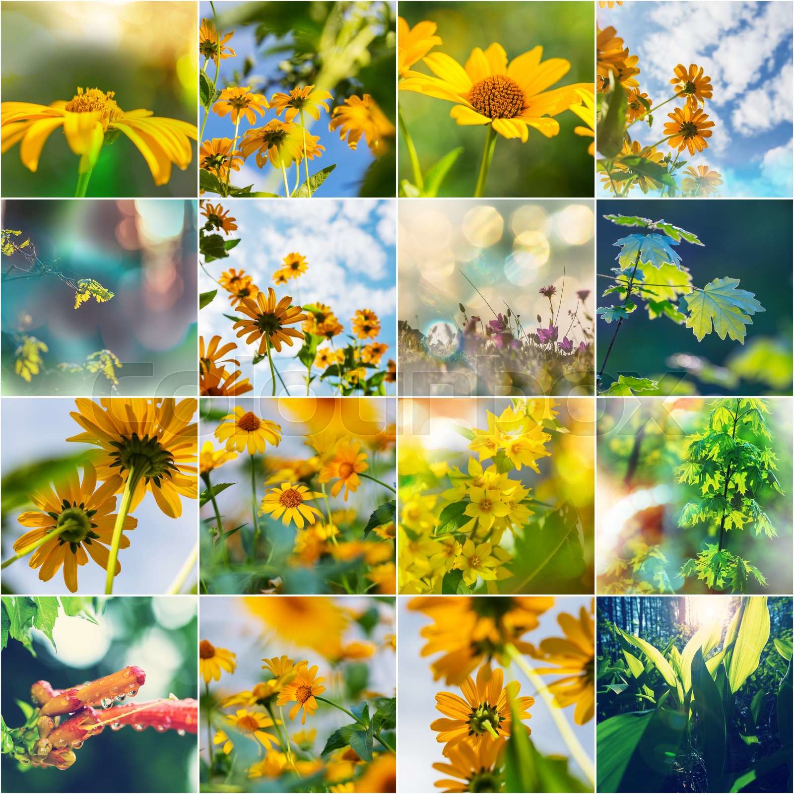 Summer collage | Stock image | Colourbox