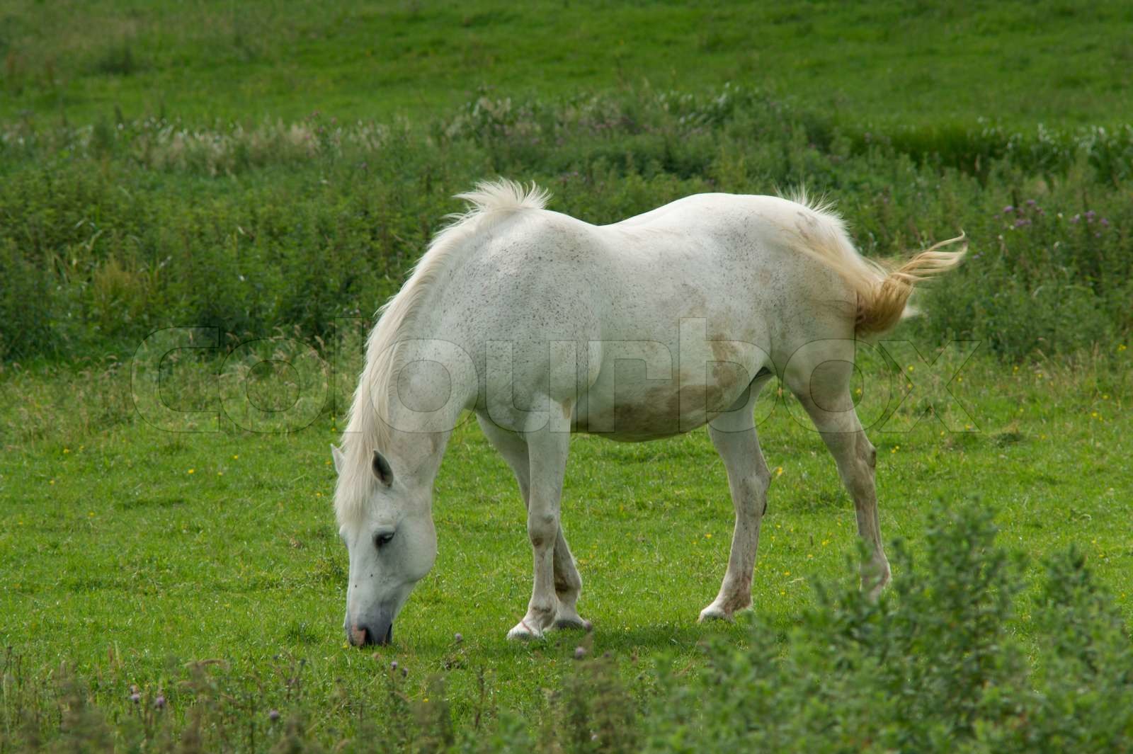 Weißes Pferd im Feld | Stock Bild | Colourbox