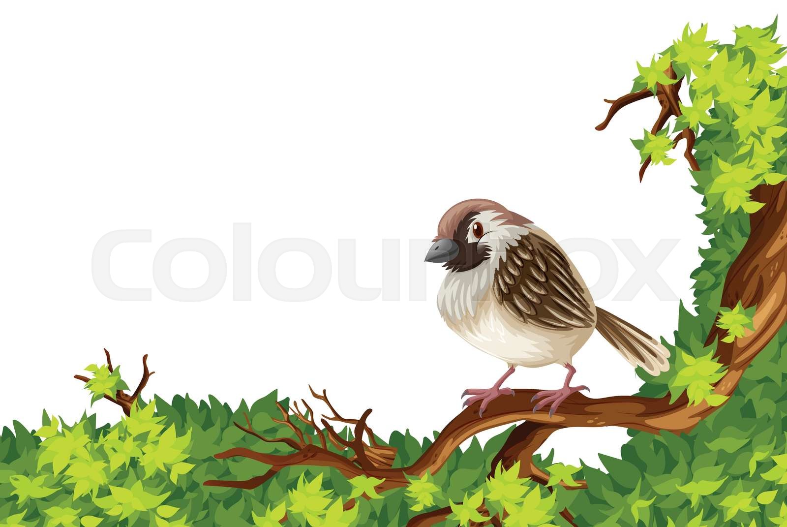 dyreliv, blade, tegning | Stock vektor | Colourbox