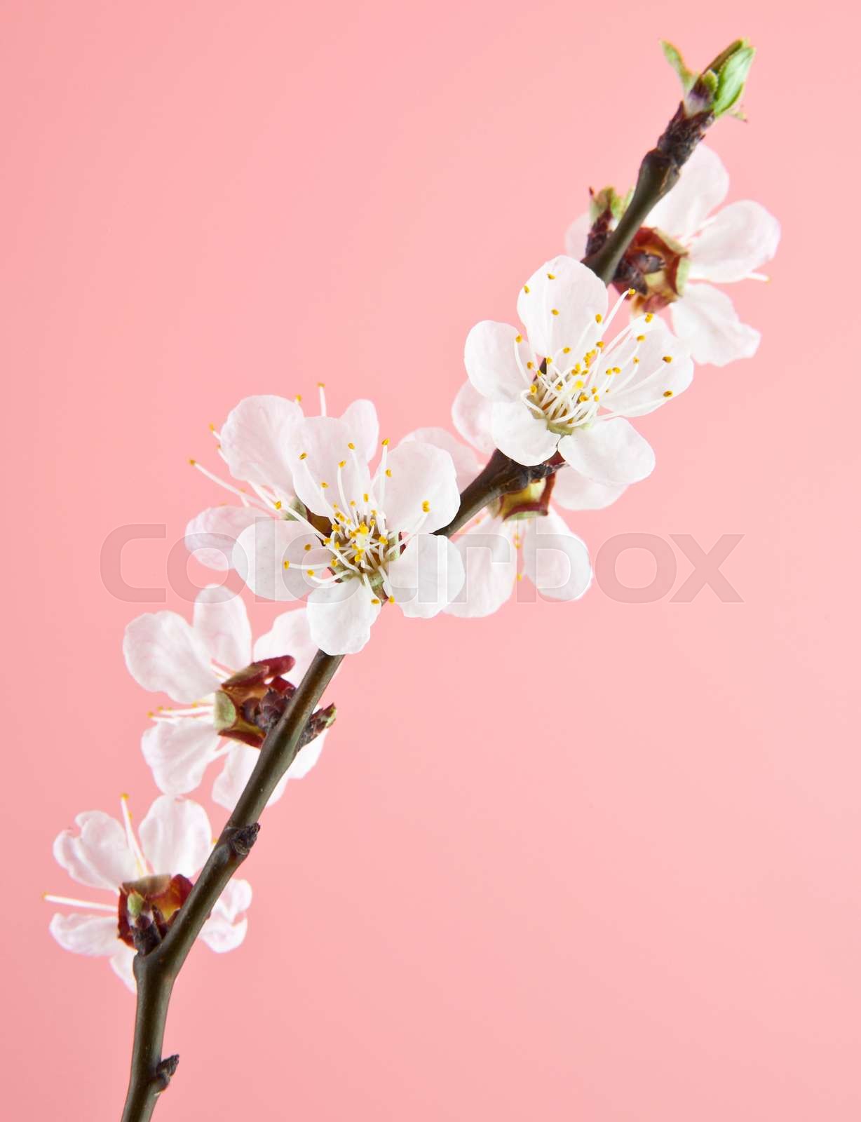 apricot flowers | Stock image | Colourbox