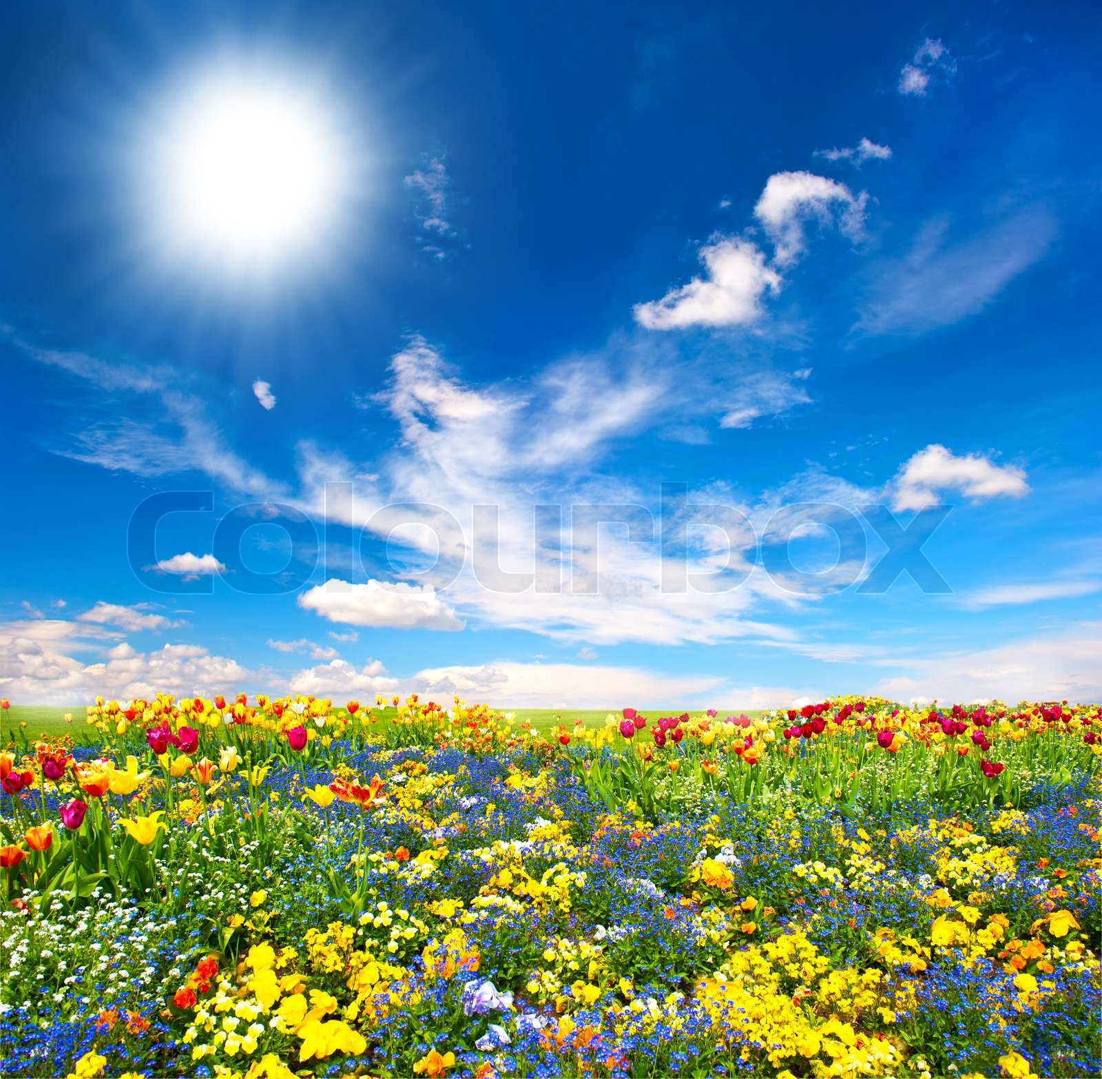 flowerbed. colorful flowers over blue sky | Stock image | Colourbox