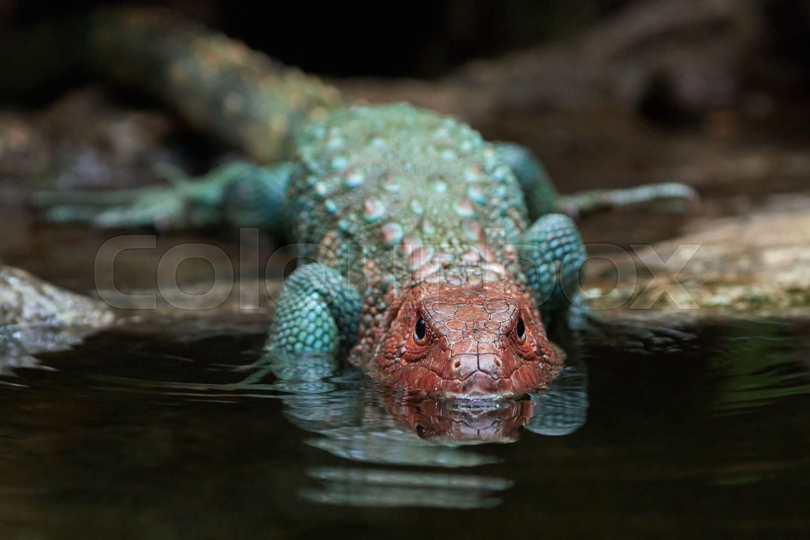 Northern caiman lizard (dracaena guianensis) | Stock image | Colourbox