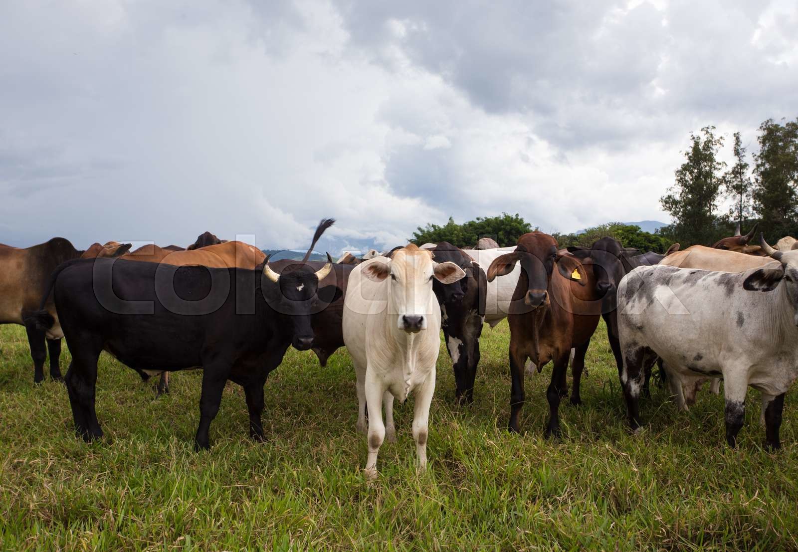 brazilian cows on a pasture | Stock image | Colourbox