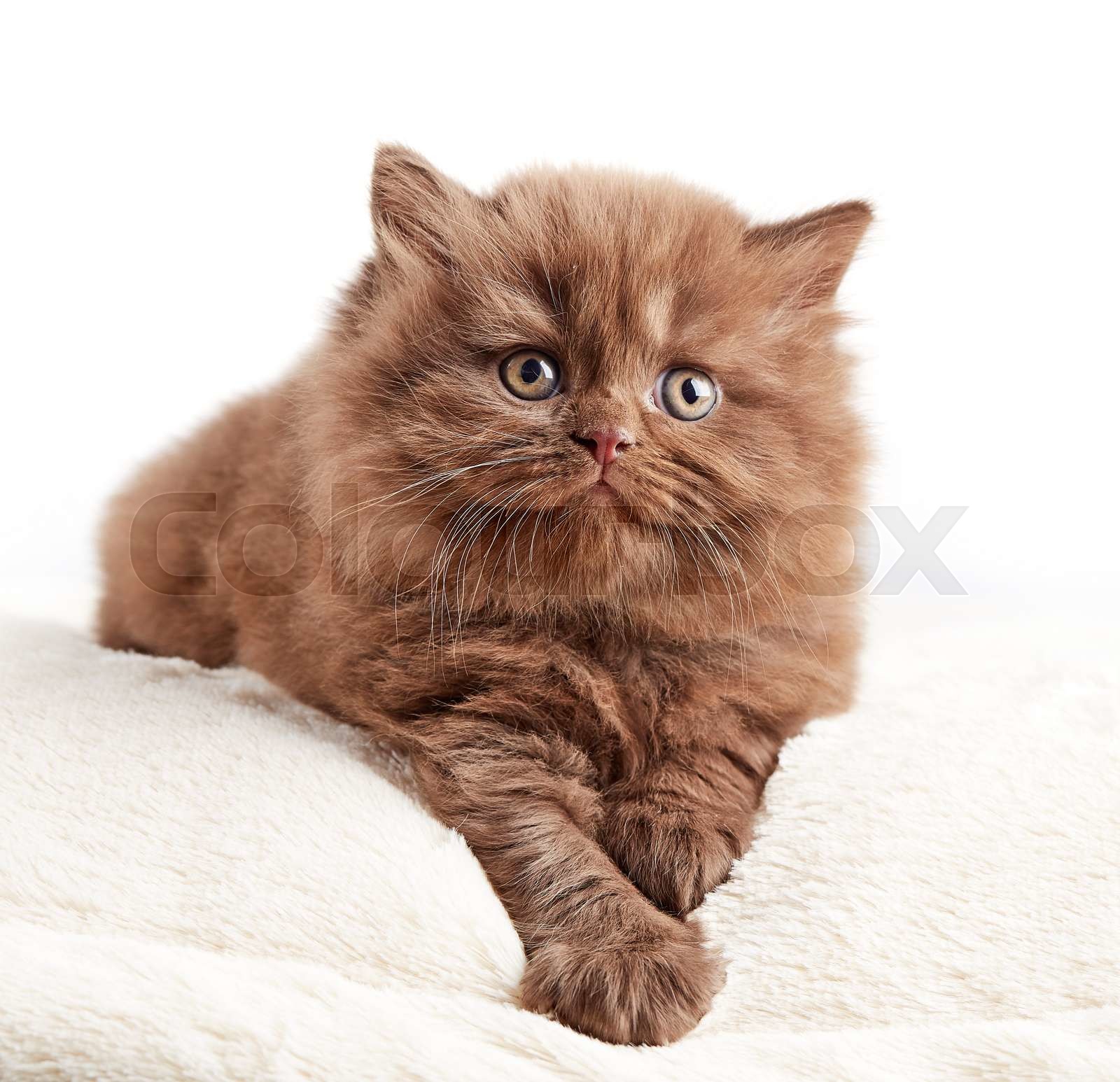british long hair kitten | Stock image | Colourbox