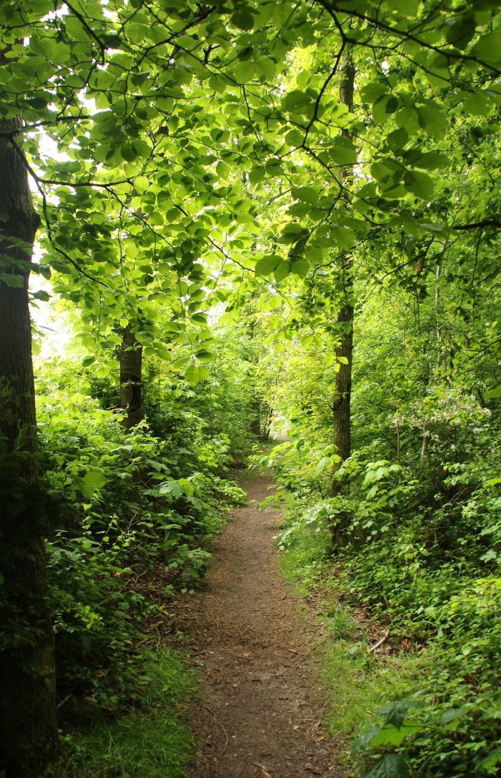 skovsti på en solrig sommerdag | Stock foto | Colourbox