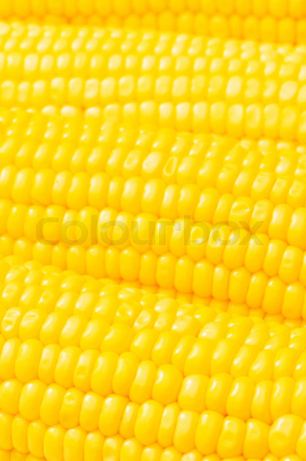 Extreme close up of yellow corn cobs | Stock image | Colourbox