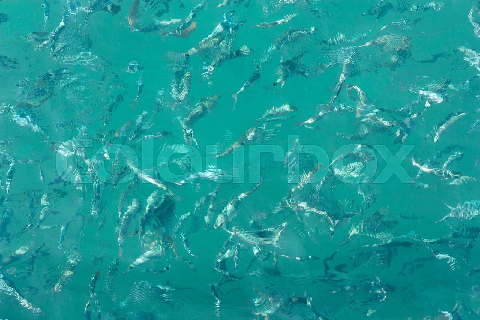Many fish in motion on the beautiful water surface. Top view photo ...