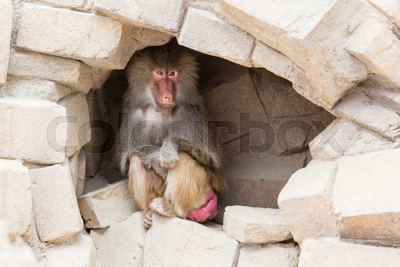 Adult female baboon resting | Stock image | Colourbox