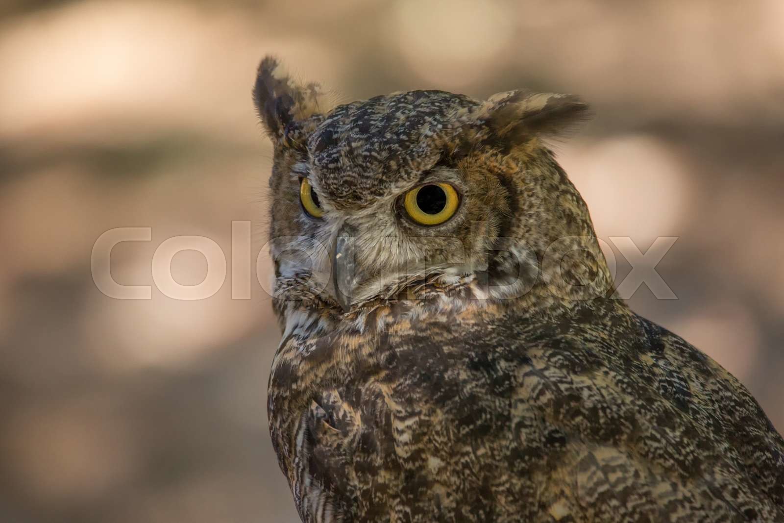 Portrait Of A Wise Old Owl Stock Image Colourbox