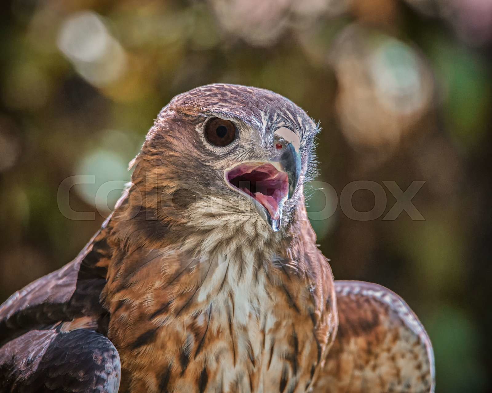 Portrait of a Raptor | Stock image | Colourbox