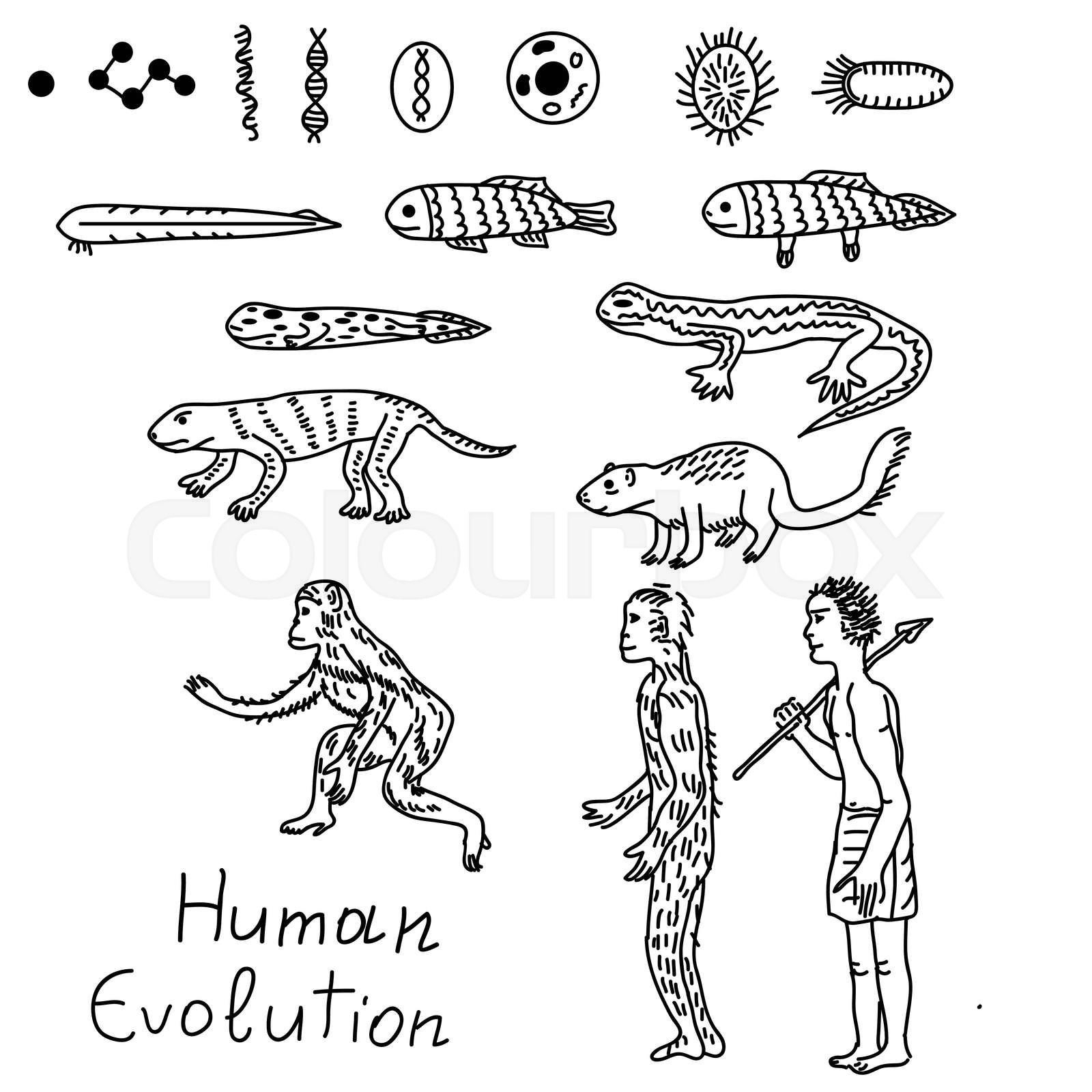 Human evolution illustration | Stock vector | Colourbox