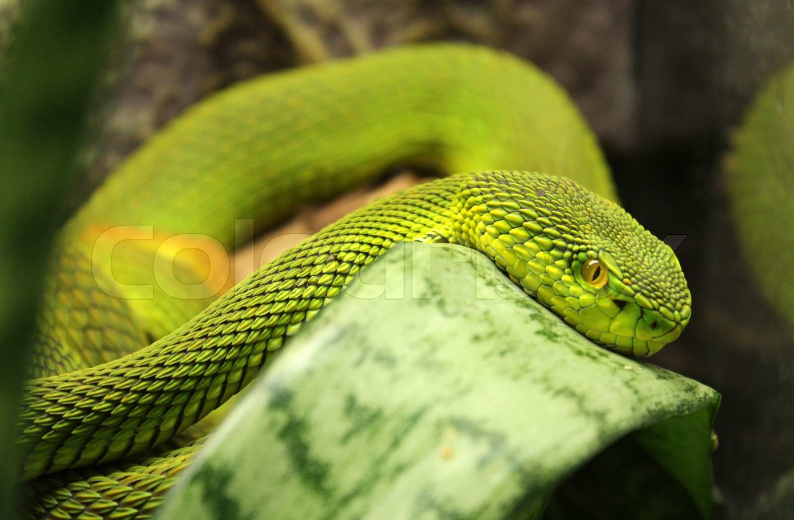 grøn slange | Stock foto | Colourbox