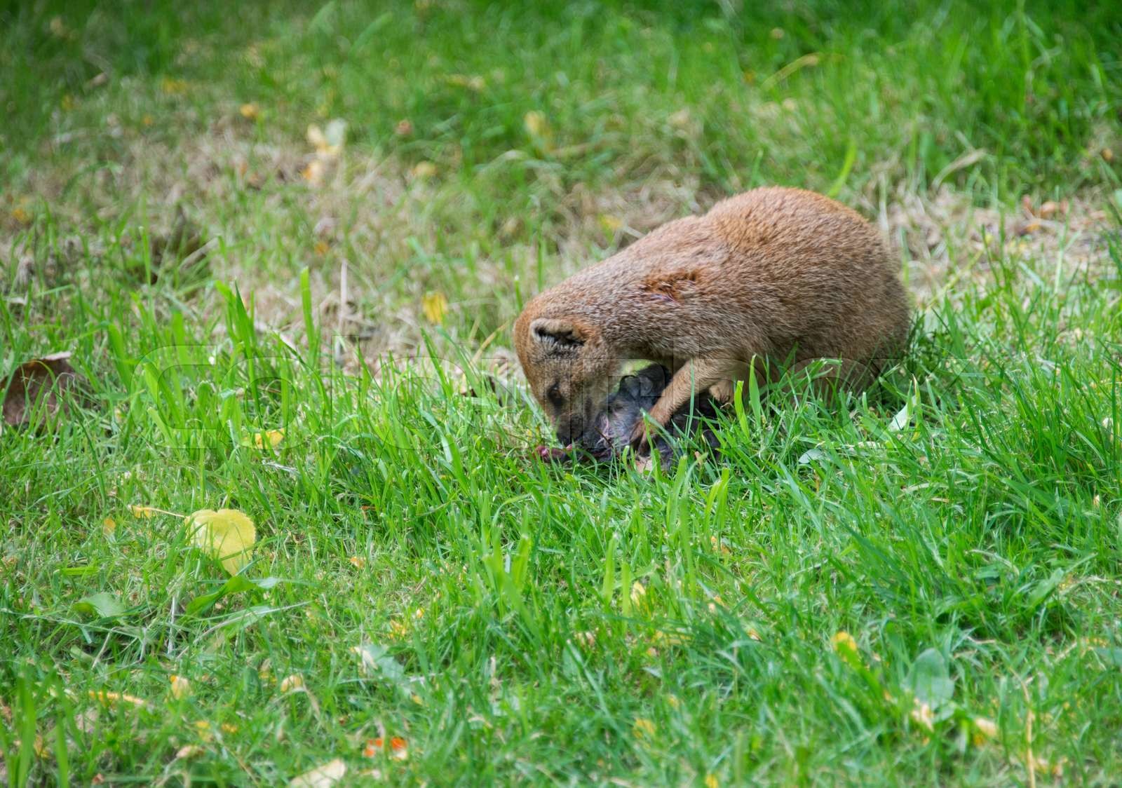 mongoose Herpestidae eating prey | Stock image | Colourbox