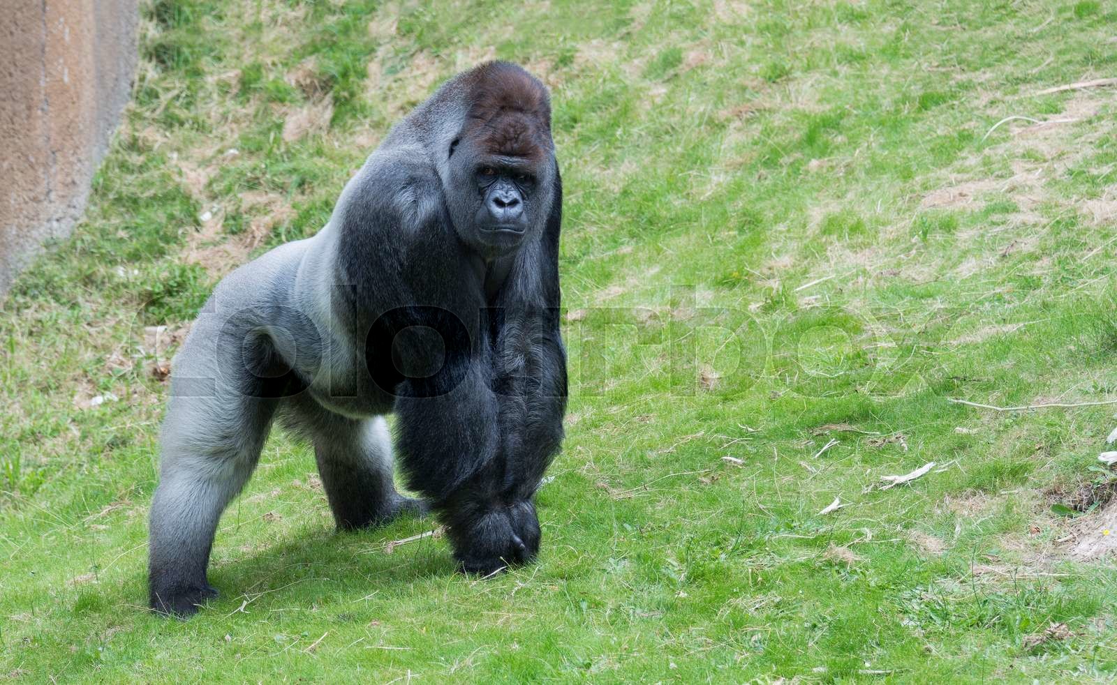 big gorilla showing his power | Stock image | Colourbox