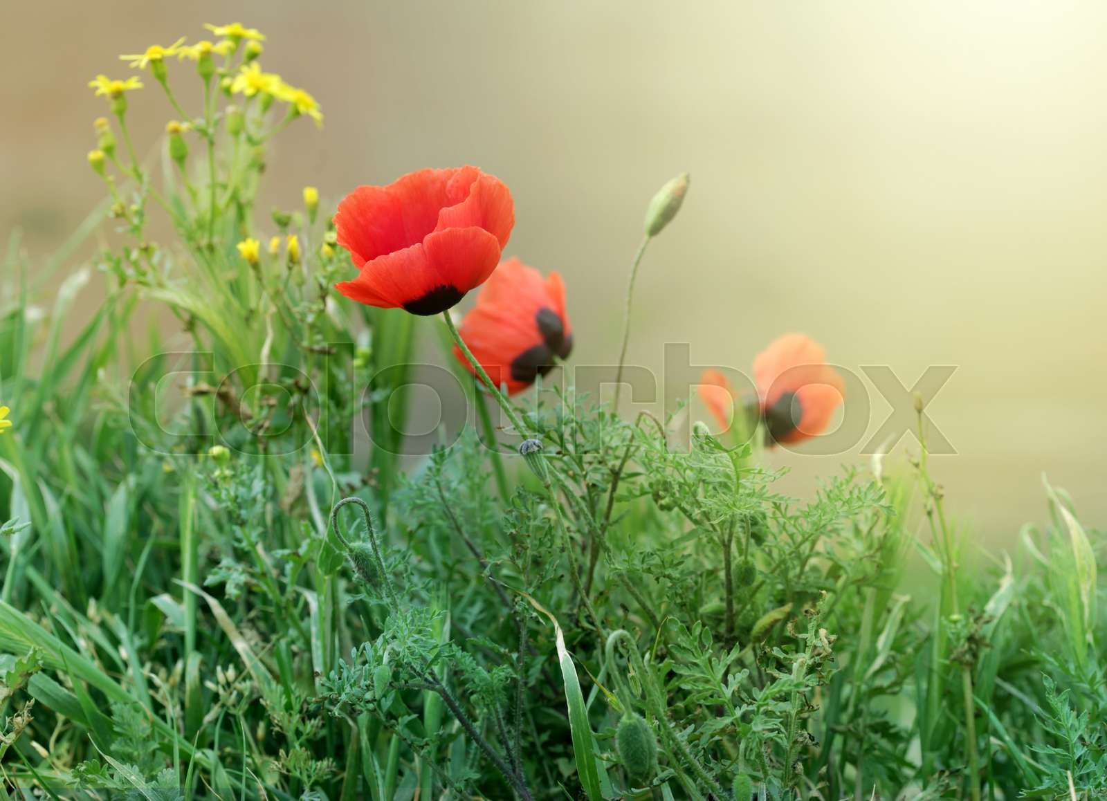 poppy flower in grass | Stock image | Colourbox