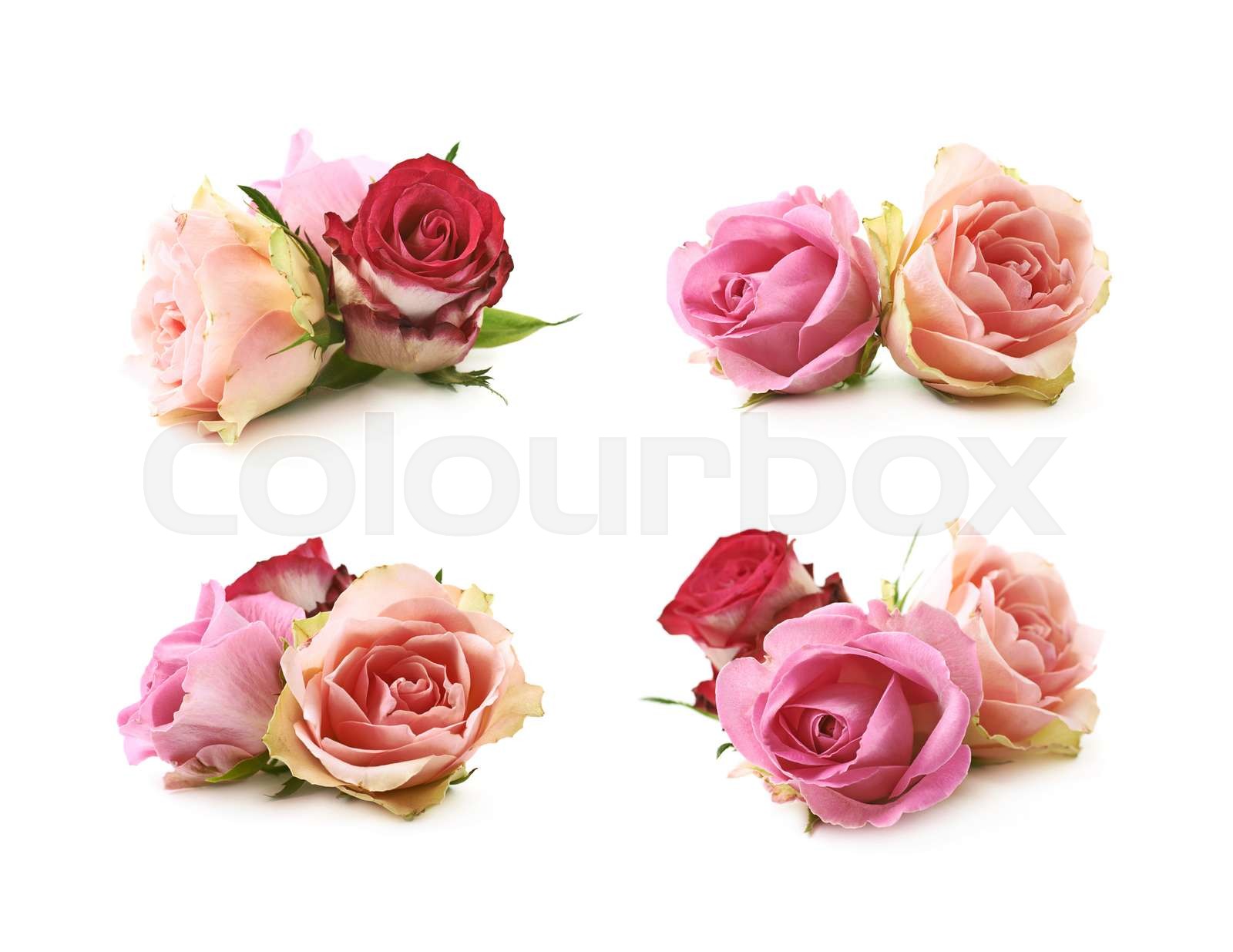 Rose buds composition isolated | Stock image | Colourbox