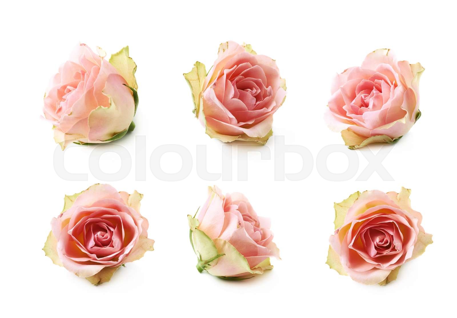 Single white rose bud isolated | Stock image | Colourbox