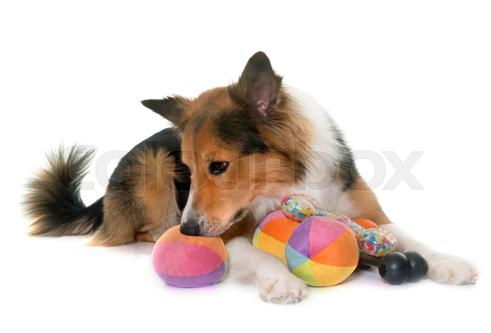 border collie in studio | Stock image | Colourbox