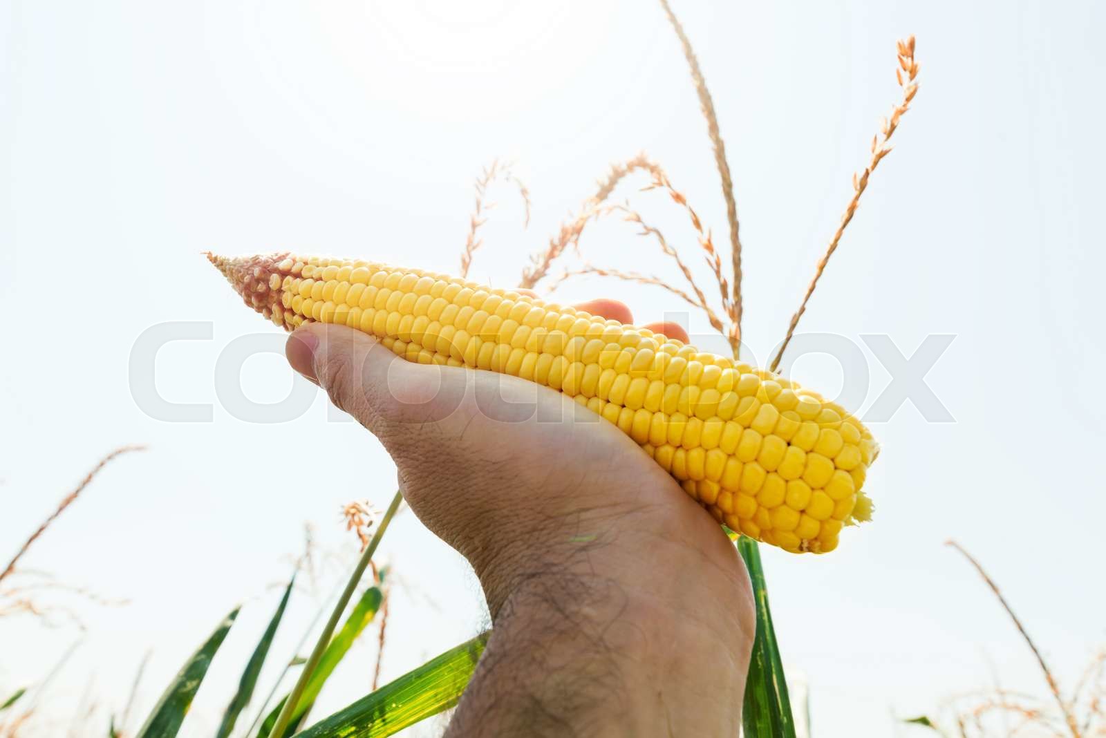 golden maize in hand over field sun above | Stock image | Colourbox
