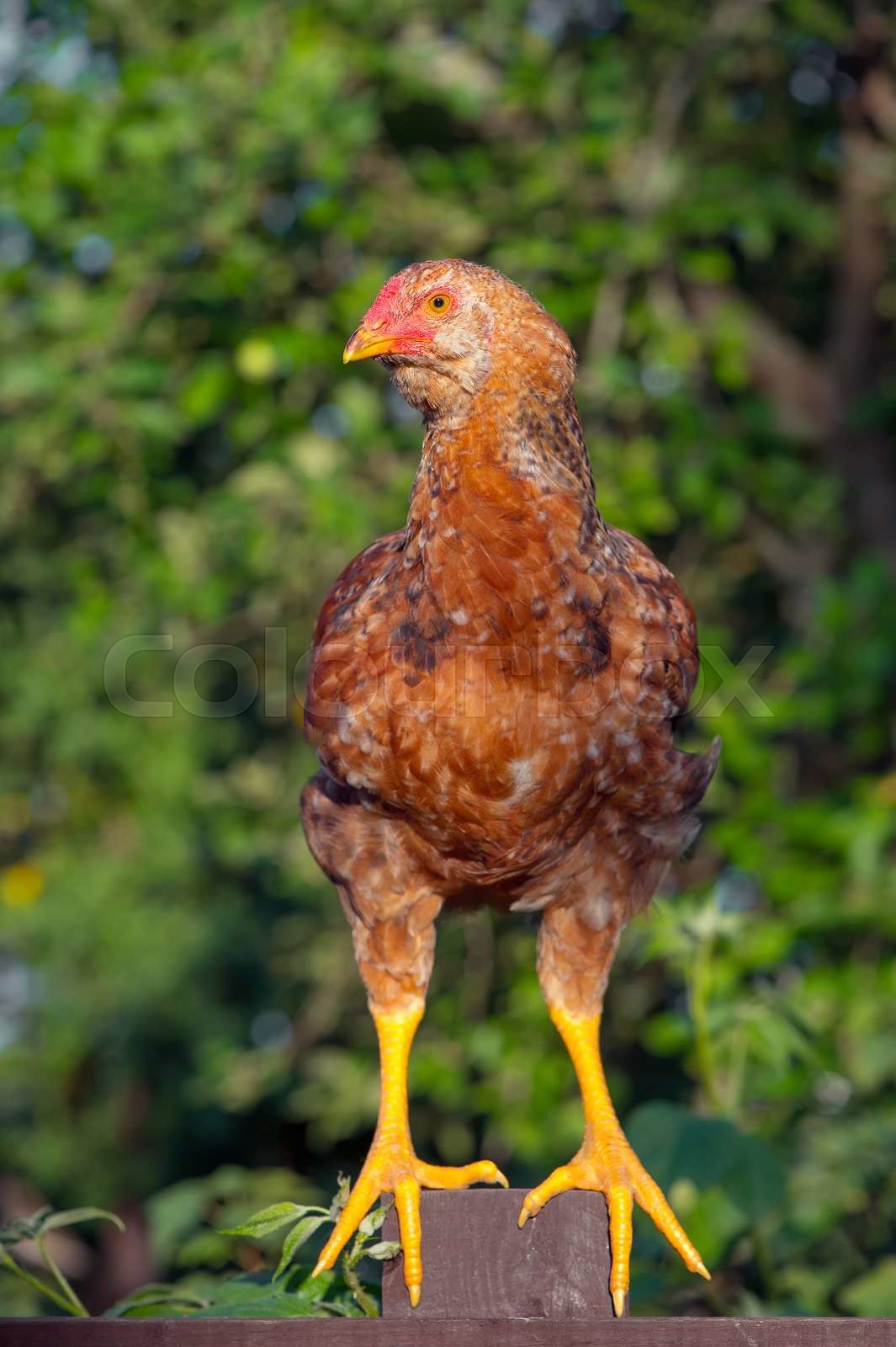Chicken (Cockerel) on Fence | Stock image | Colourbox