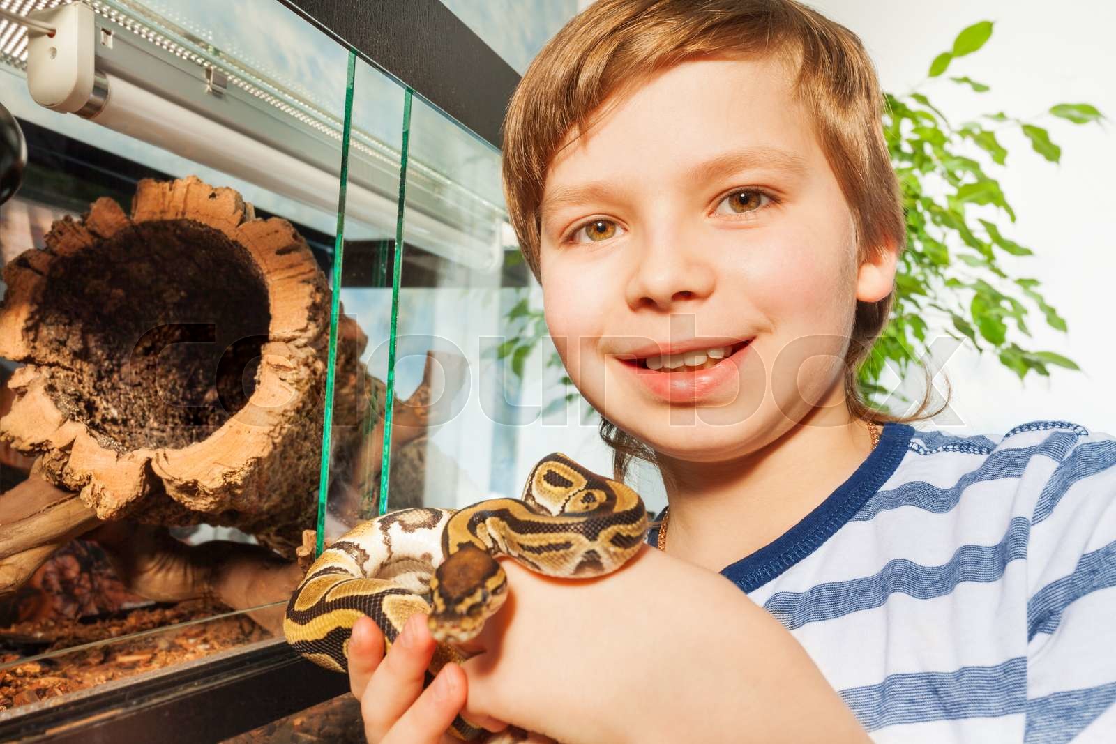 Smiling boy holding Royal python in his hands | Stock image | Colourbox