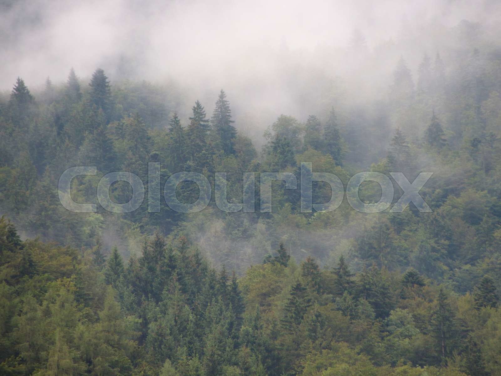 Mountain Forest covered in Spooky Clouds after Rainfall | Stock image ...