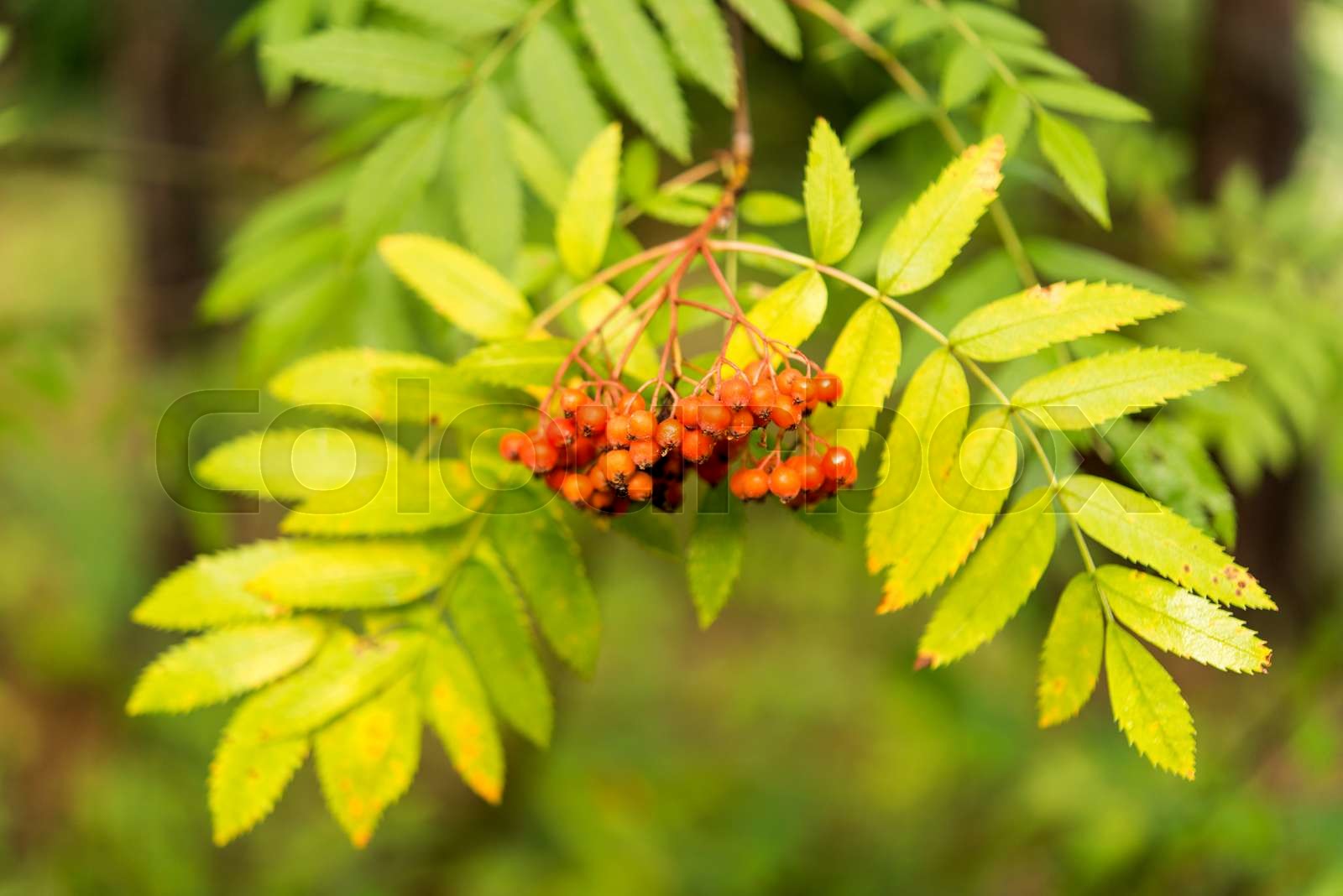 Rowan tree berries | Stock image | Colourbox