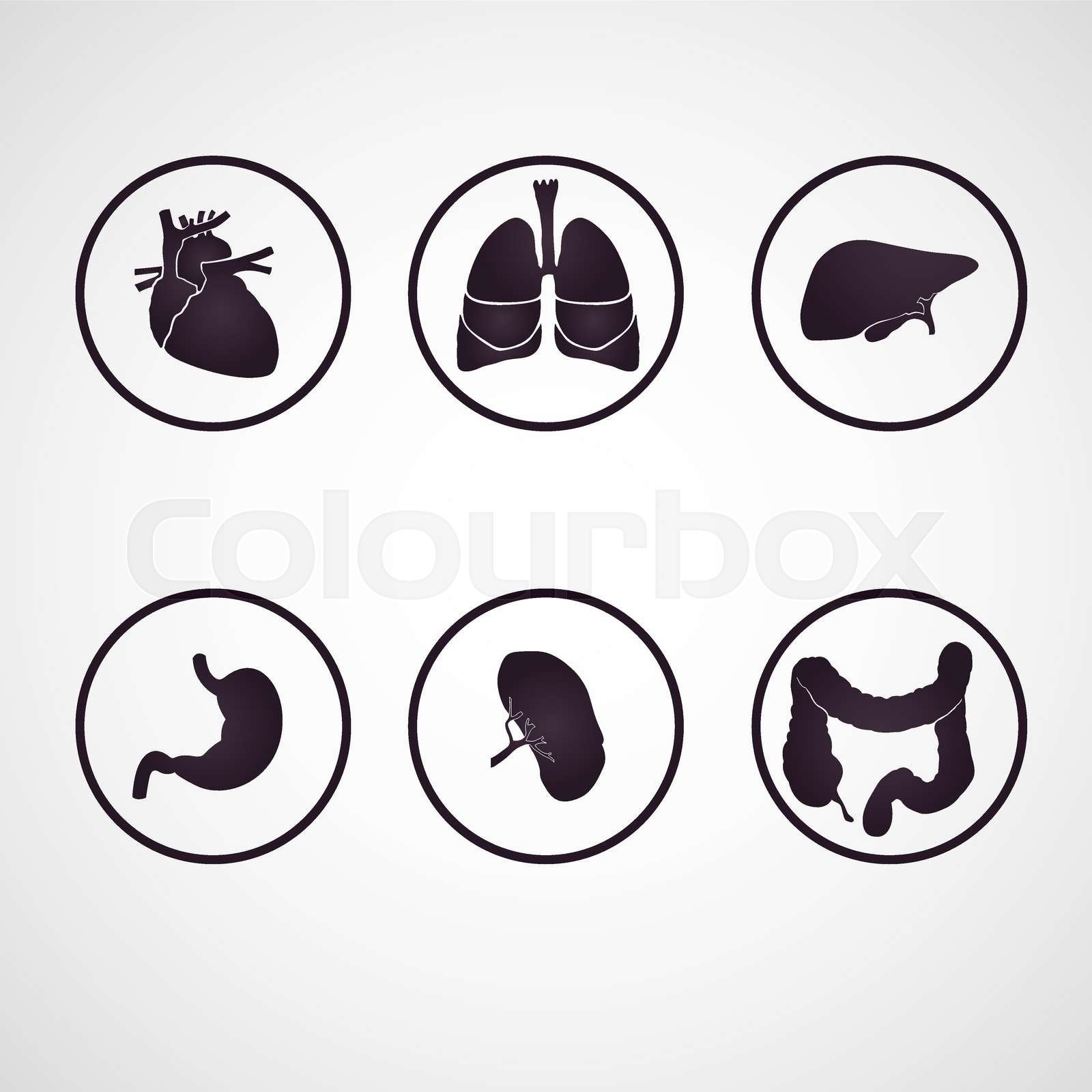 menneske, krop, lunge | Stock vektor | Colourbox