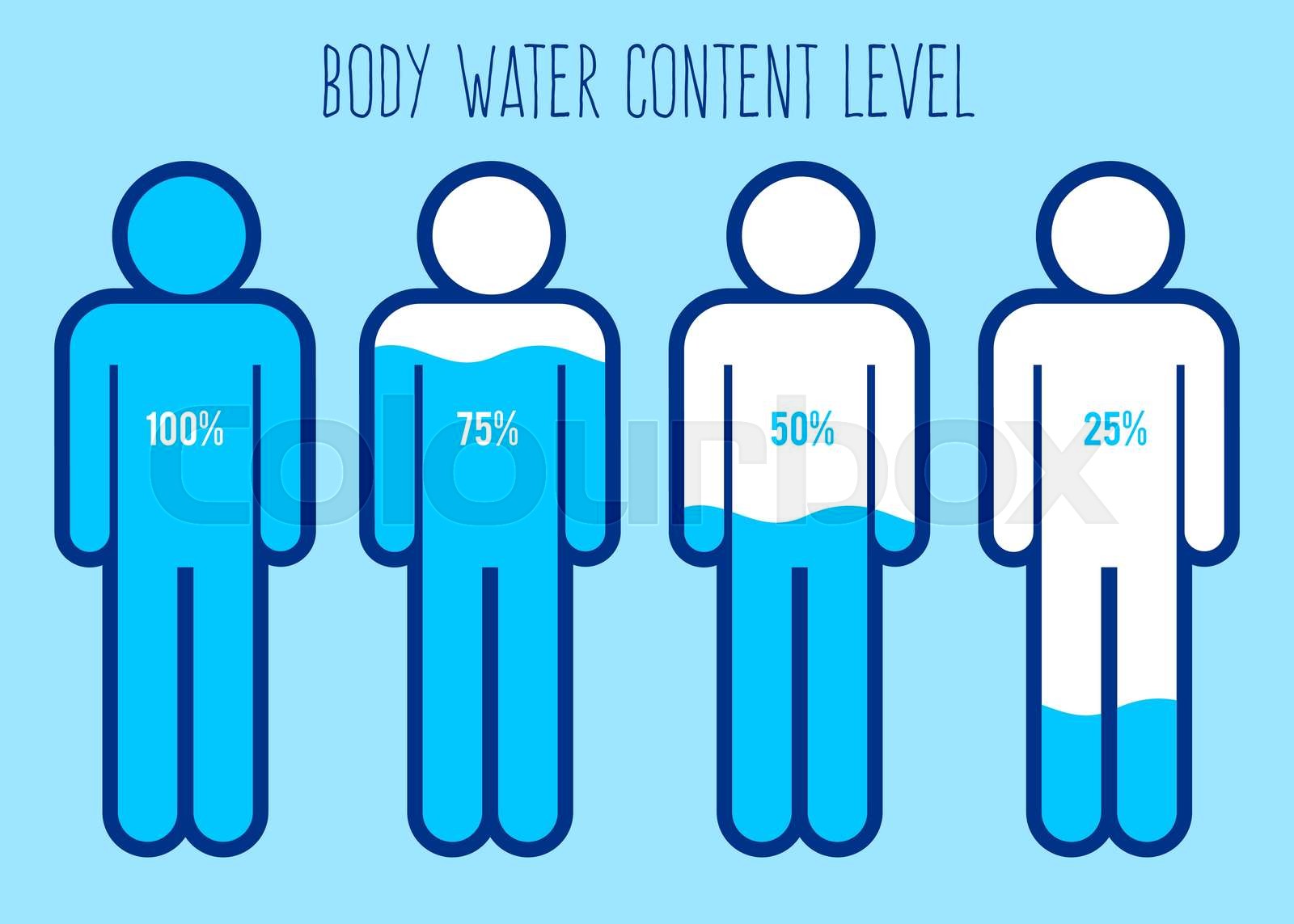 Water Content Level in Human Body Chart | Stock vector | Colourbox