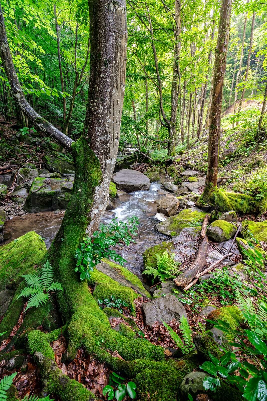 Curved tree among forest stream boulders | Stock image | Colourbox